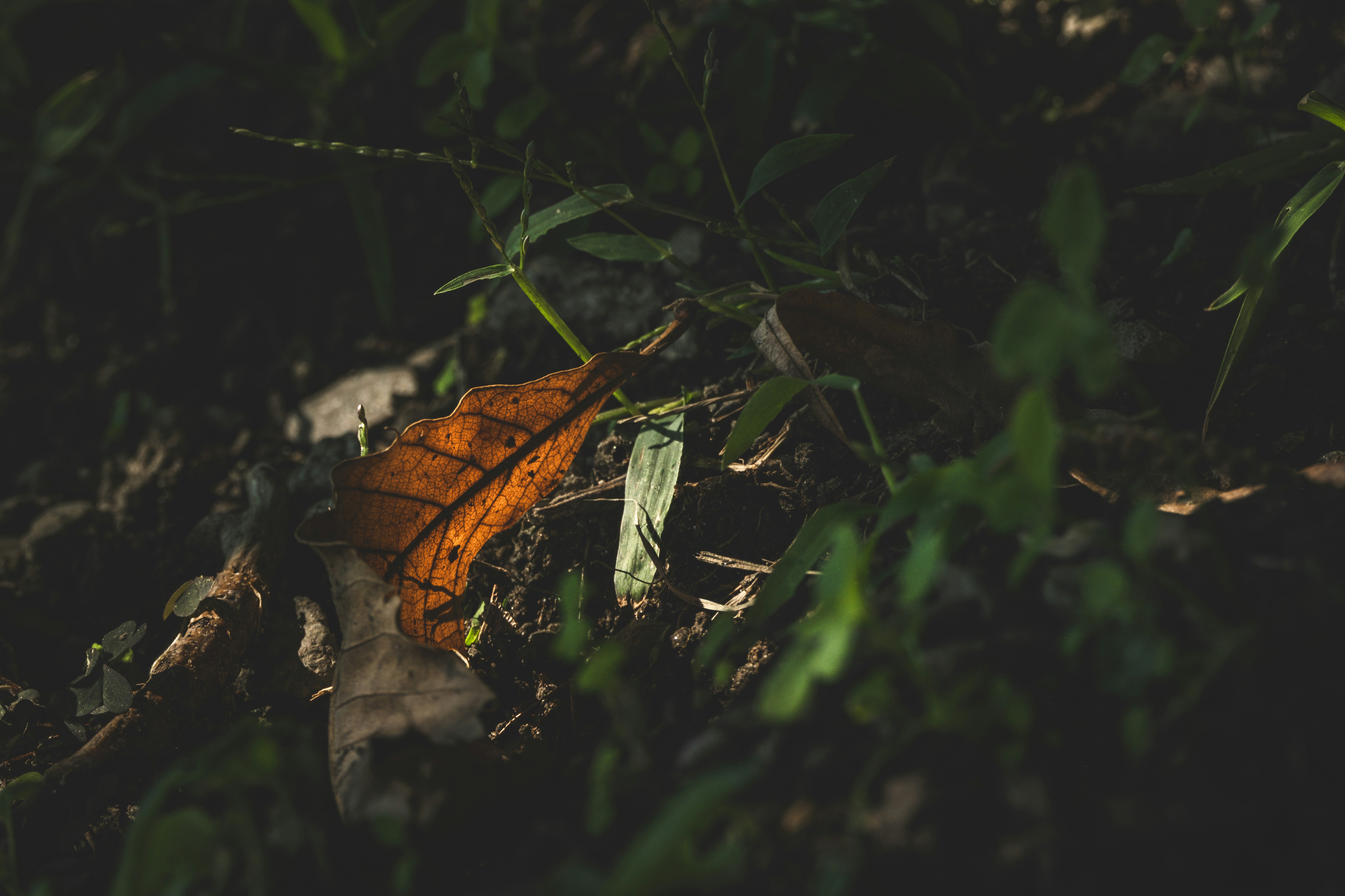 Autumn Leaf Hidden in Shadowed Understory