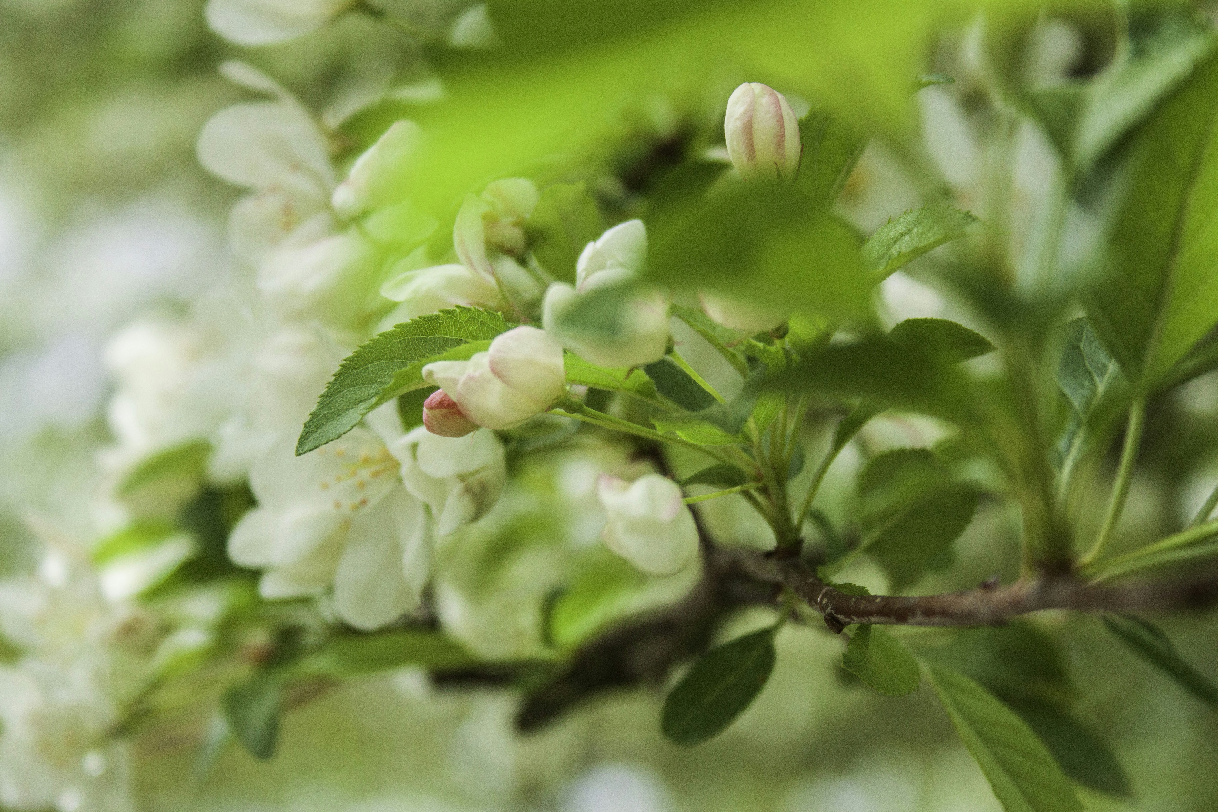 Blooming Kiss: Soft Peony Buds and Green Frames