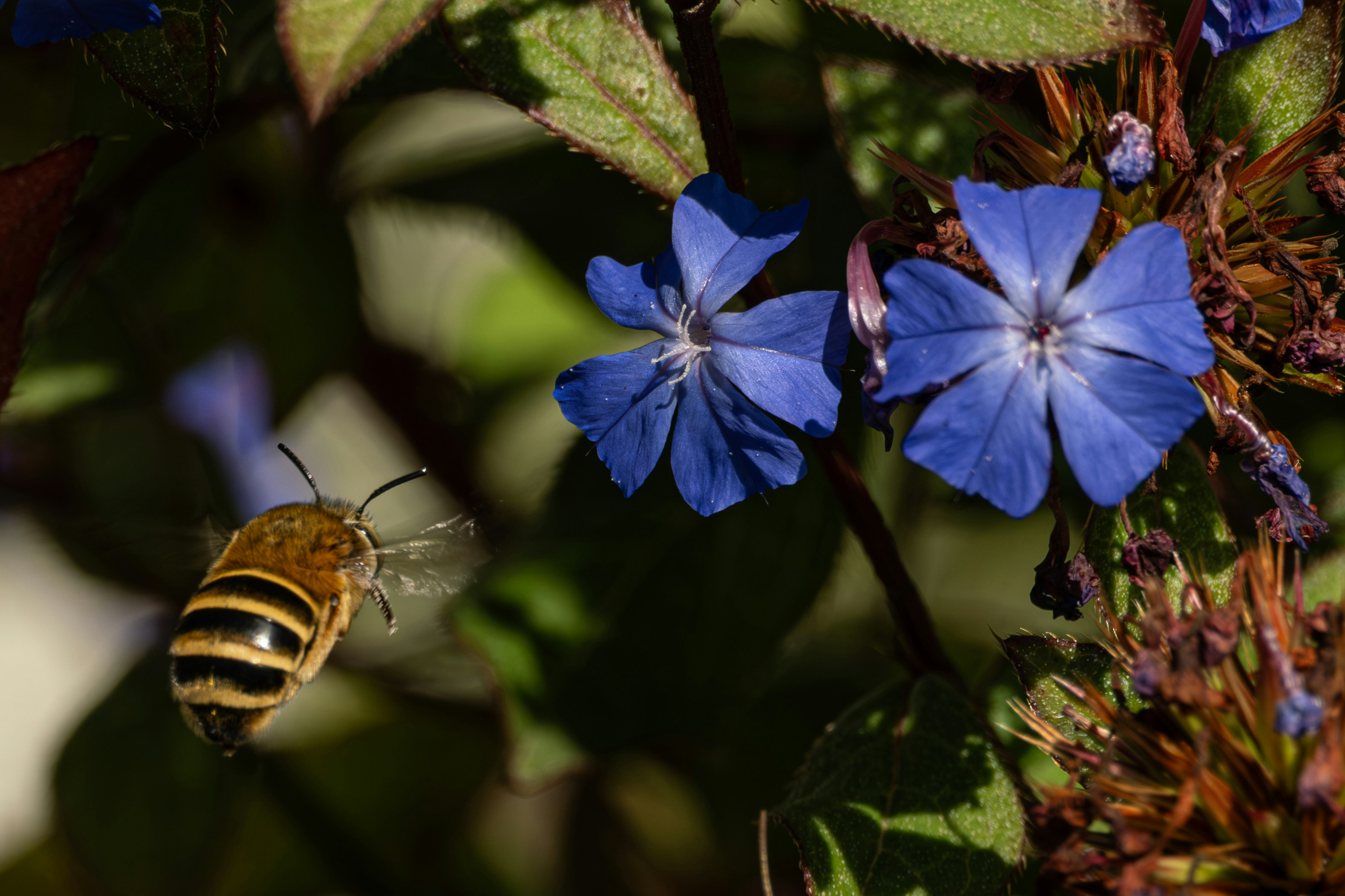 Buzzing Intrigue: A Bee in Flight Near Indigo Petals