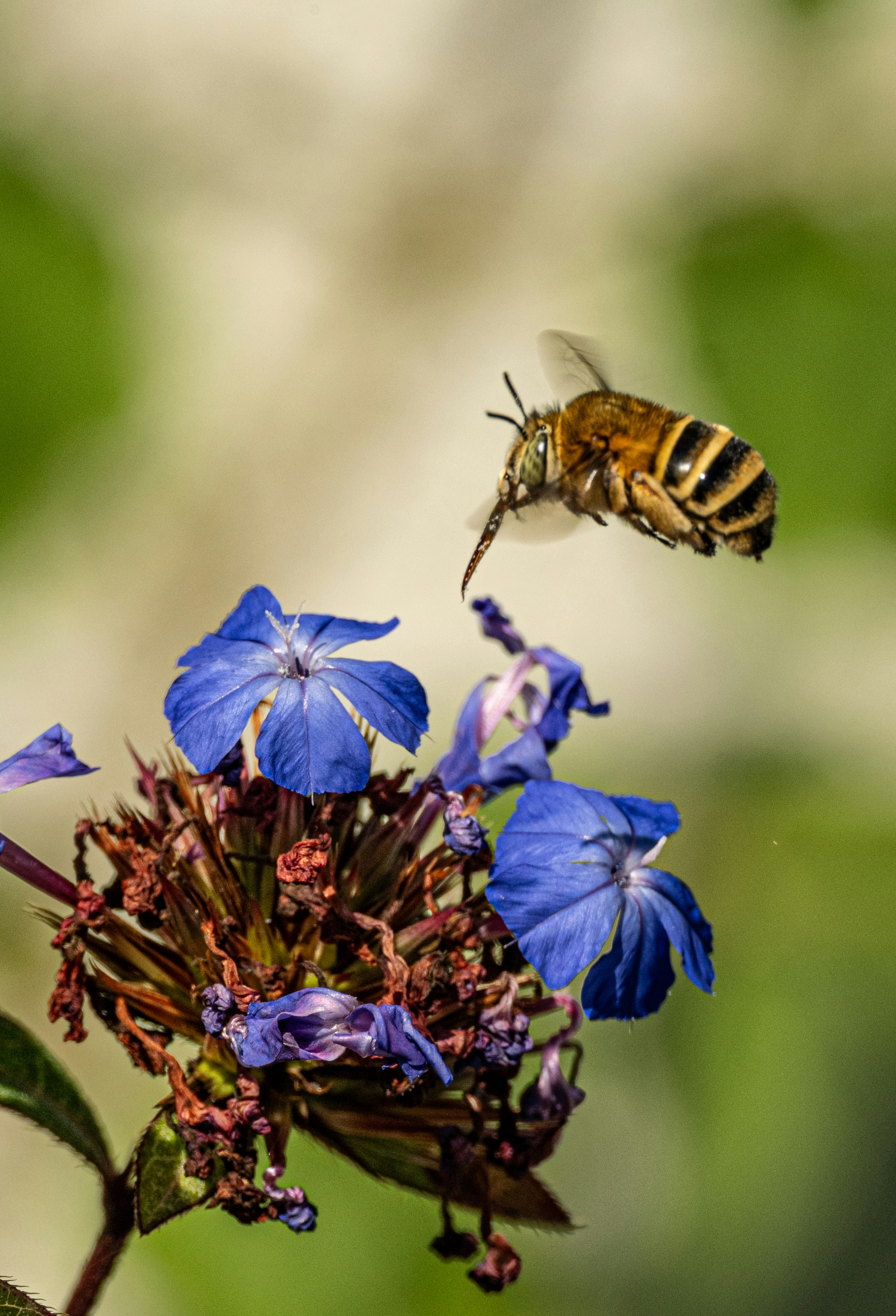 Buzzing toward the Blue: a Hovering Bee Above Violet Blooms