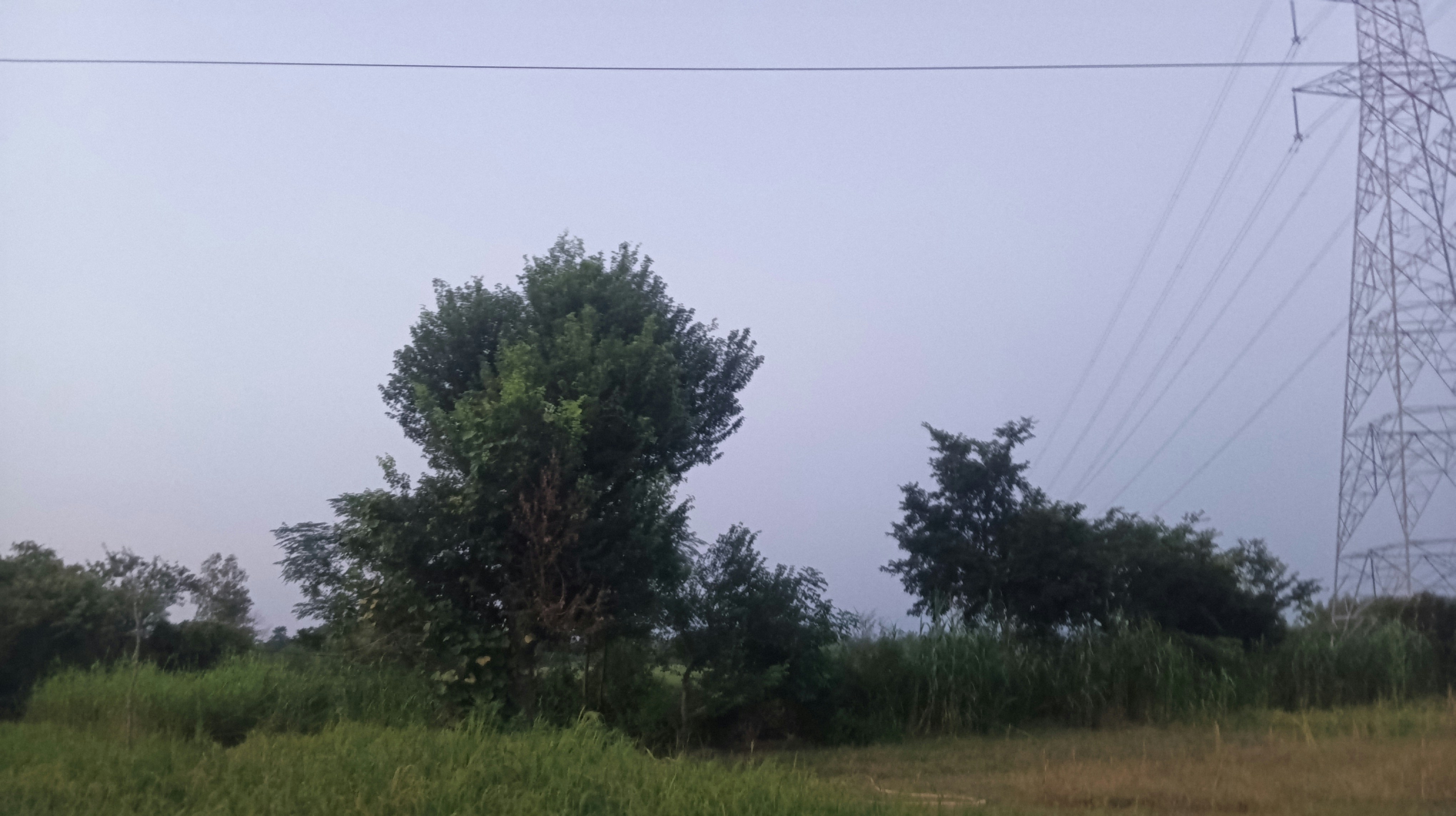Rural Field silhouette under an overcast sky with scattered trees