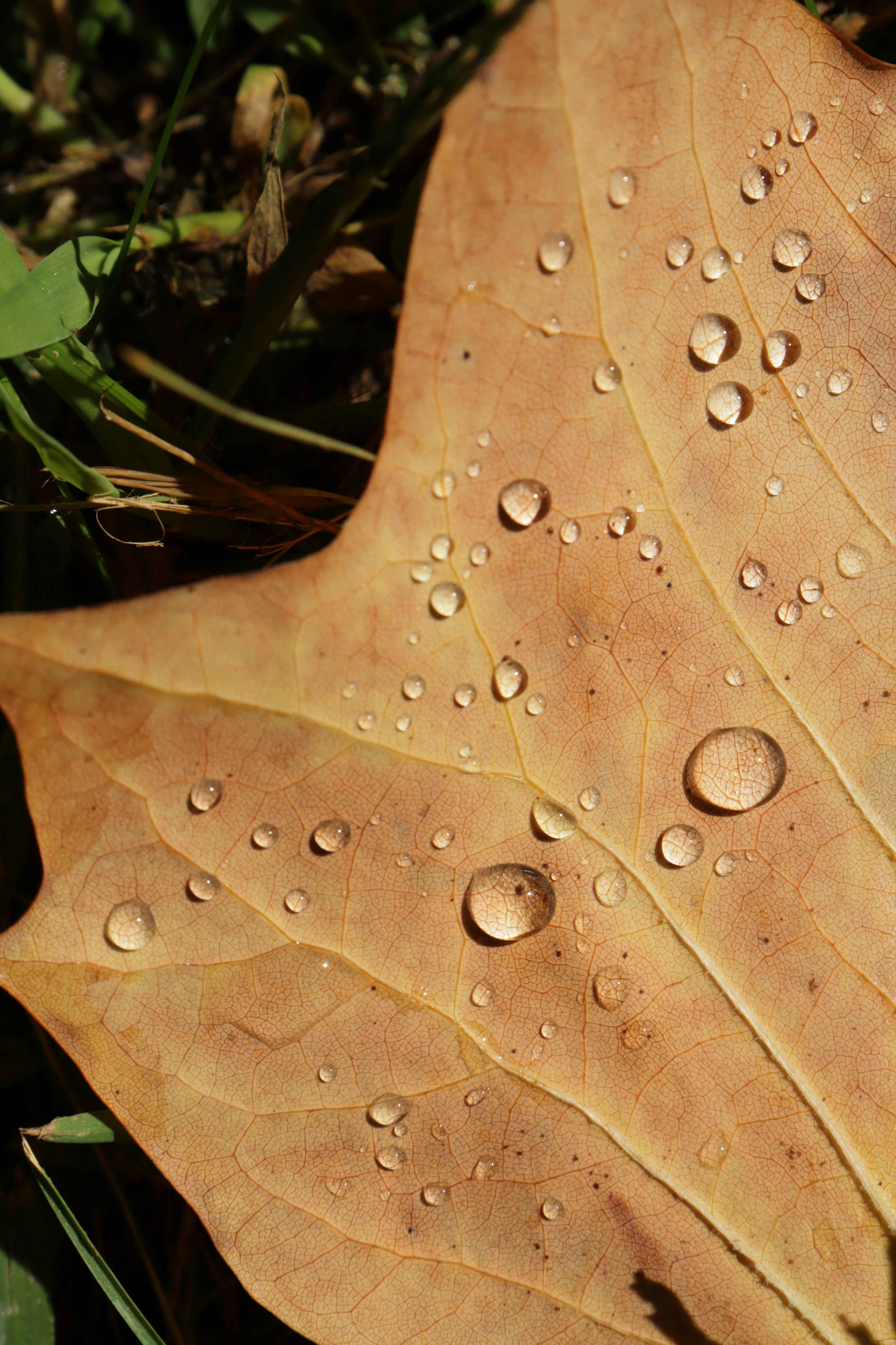 Dewdrop Mosaic on Autumn Leaf