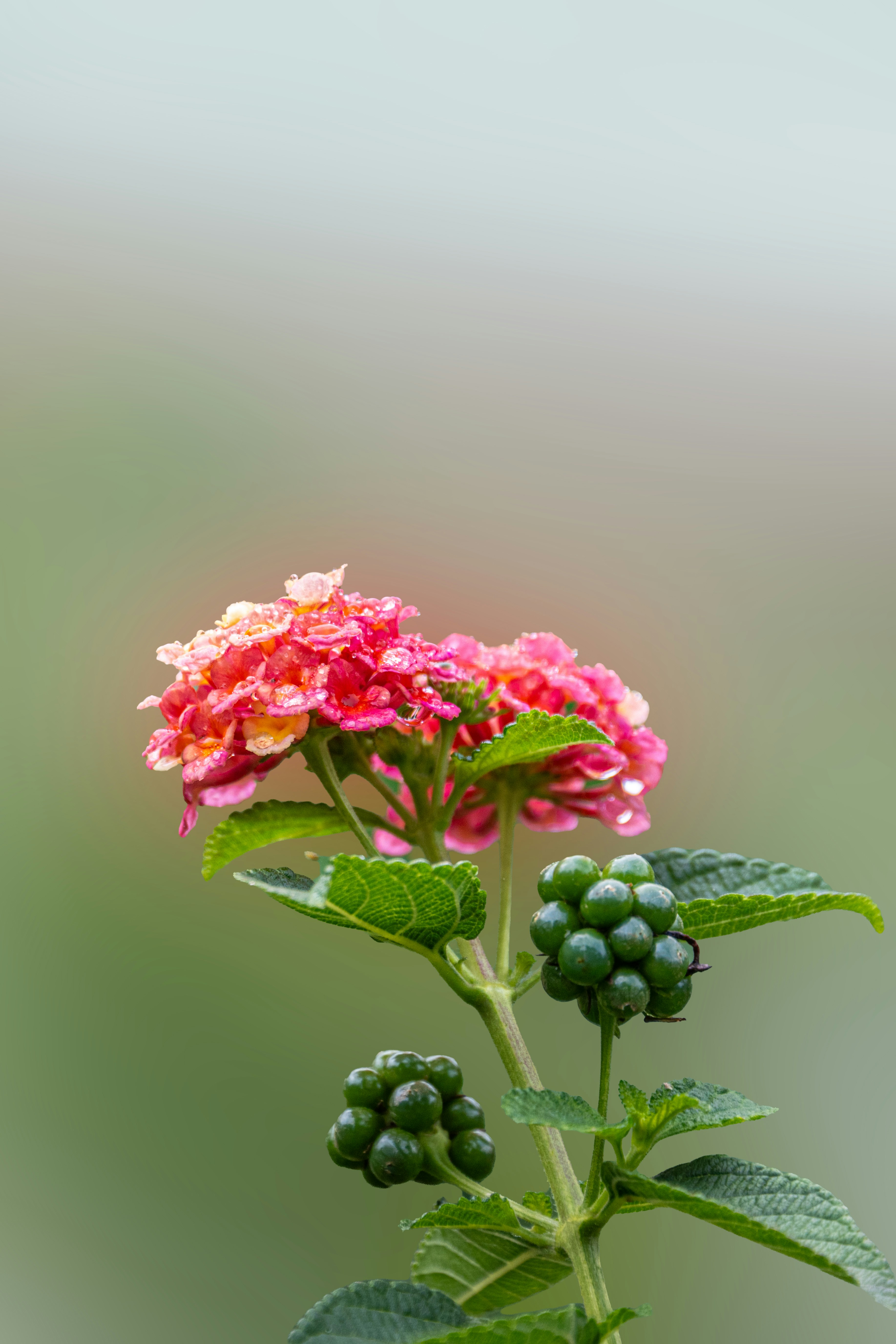 Colorful Hydrangea Cluster with Green Berries in Soft Bokeh