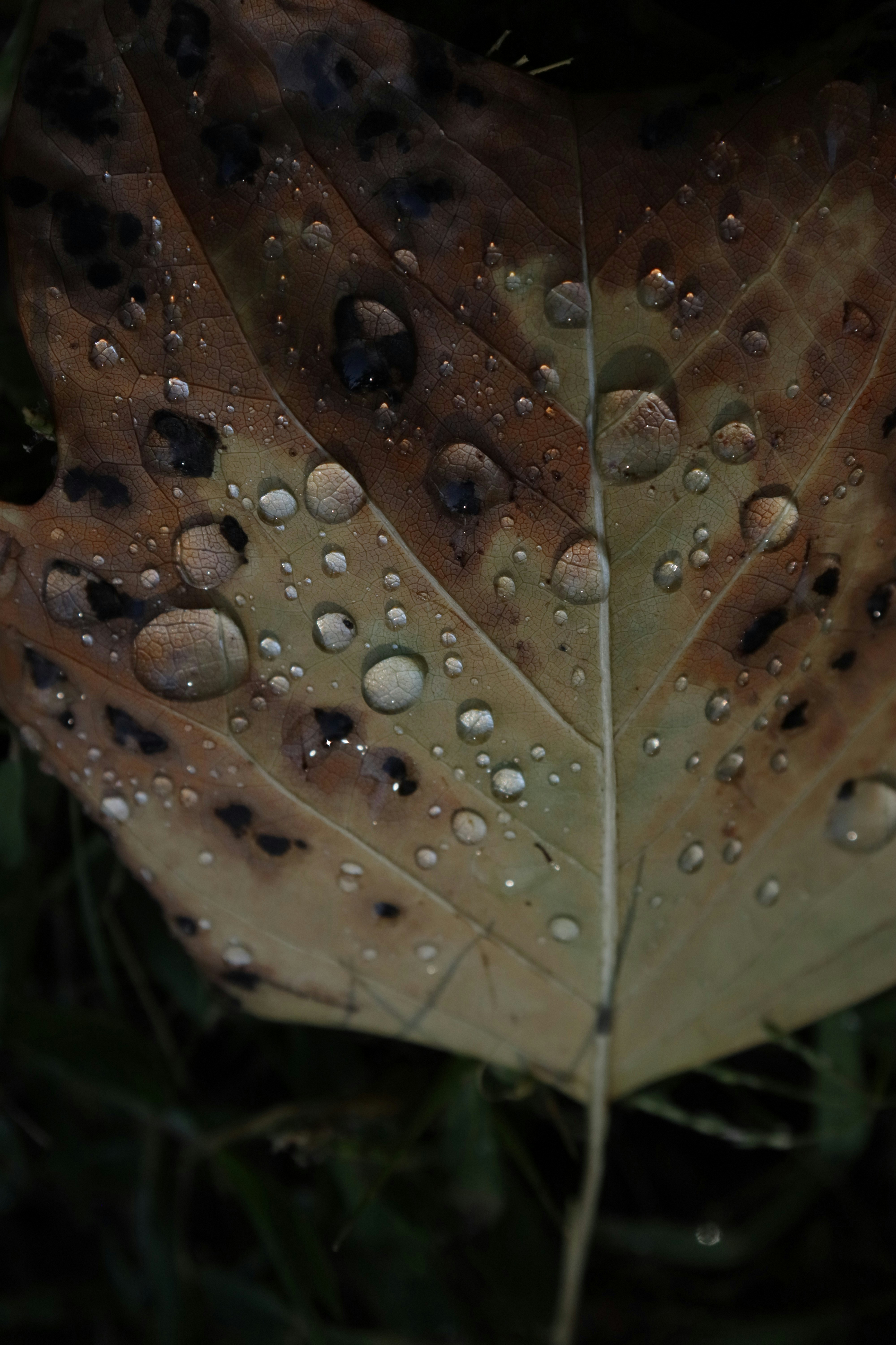 Dew-draped leaf in shadowed understory