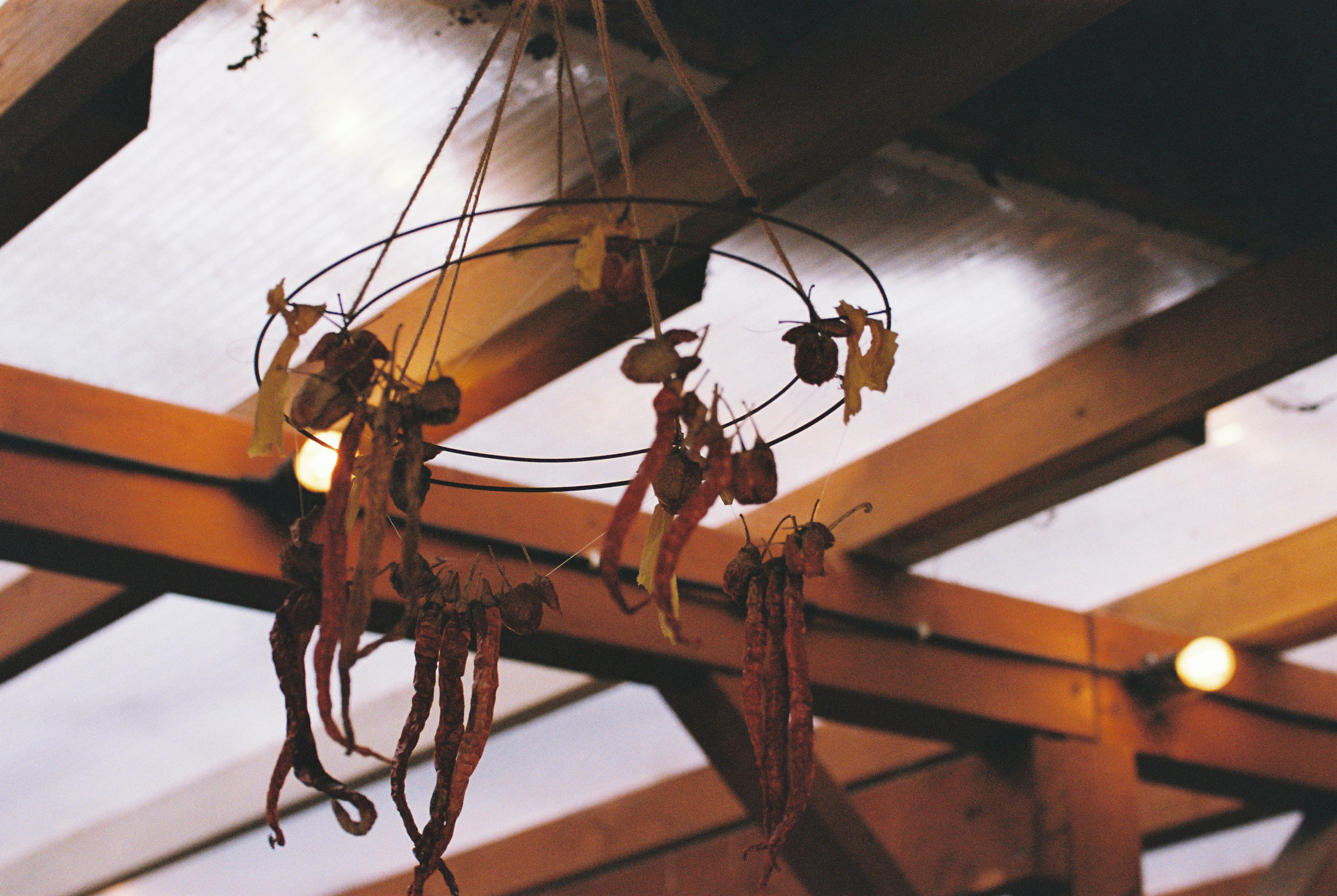 Bundles of drying chillies and seed pods hang from a rustic wooden ceiling in warm lamplight.