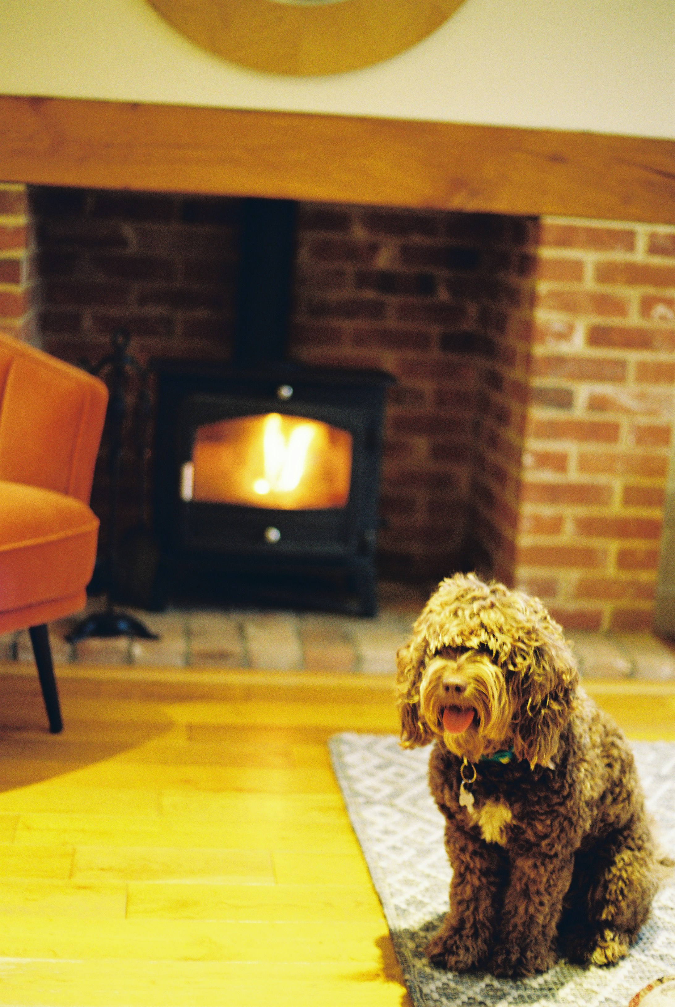 Cozy Paws by the Warm Hearth