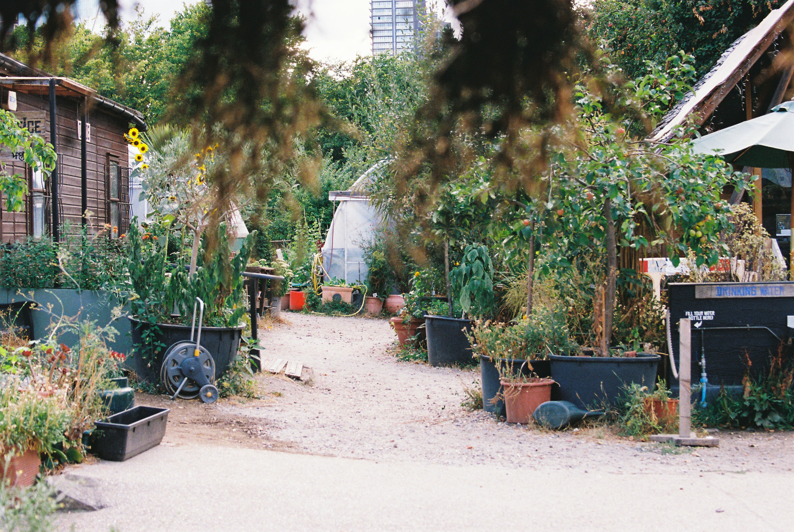 Greenhouse Alley: A Quiet Garden Path Between Pots and sheds