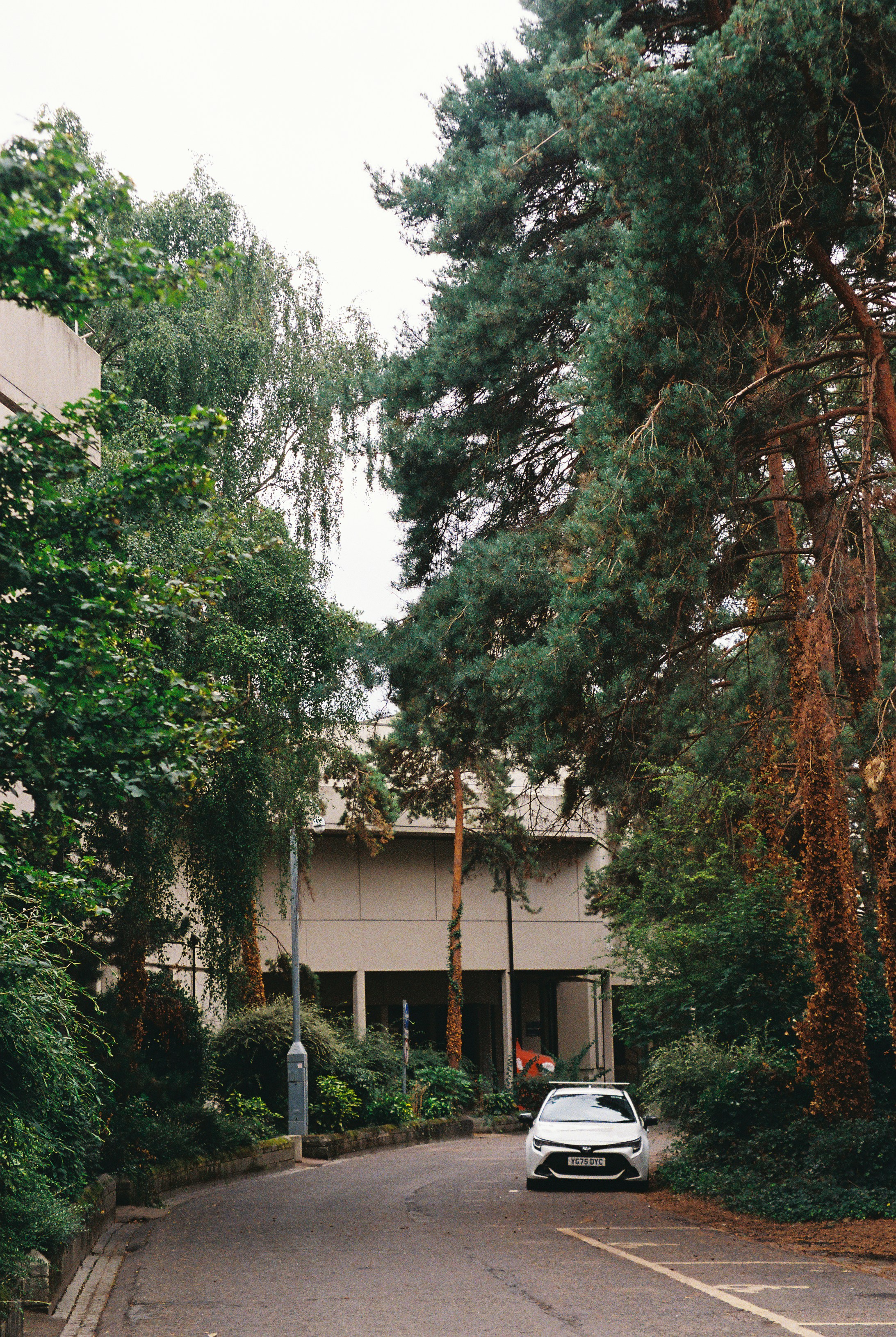 Lonely White Car Beneath Towering Pines