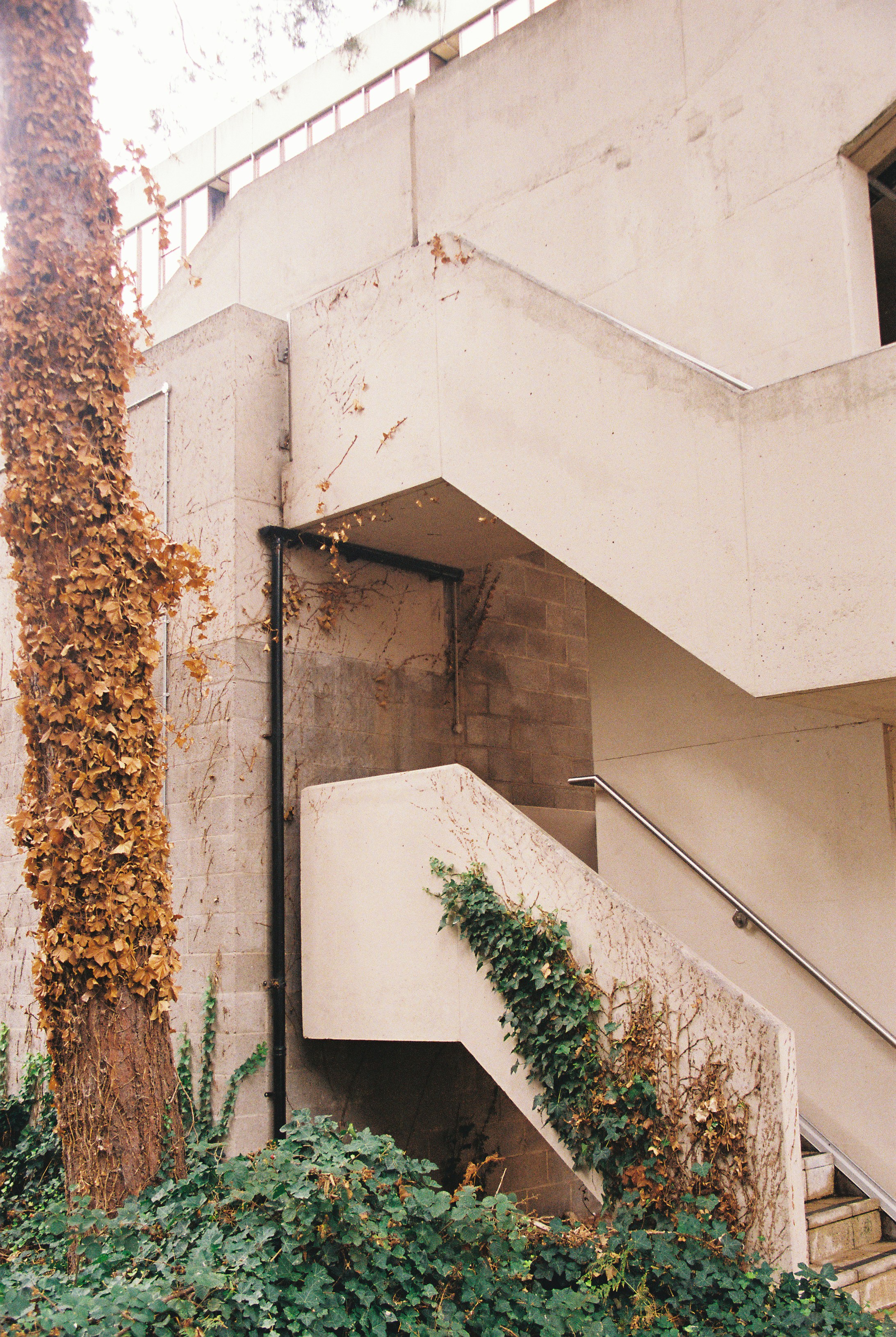 Concrete stairwell exterior with climbing ivy and a tree trunk; architectural forms framed by plants and stairs. A structural urban scene devoid of people, highlighting textures and color palette.