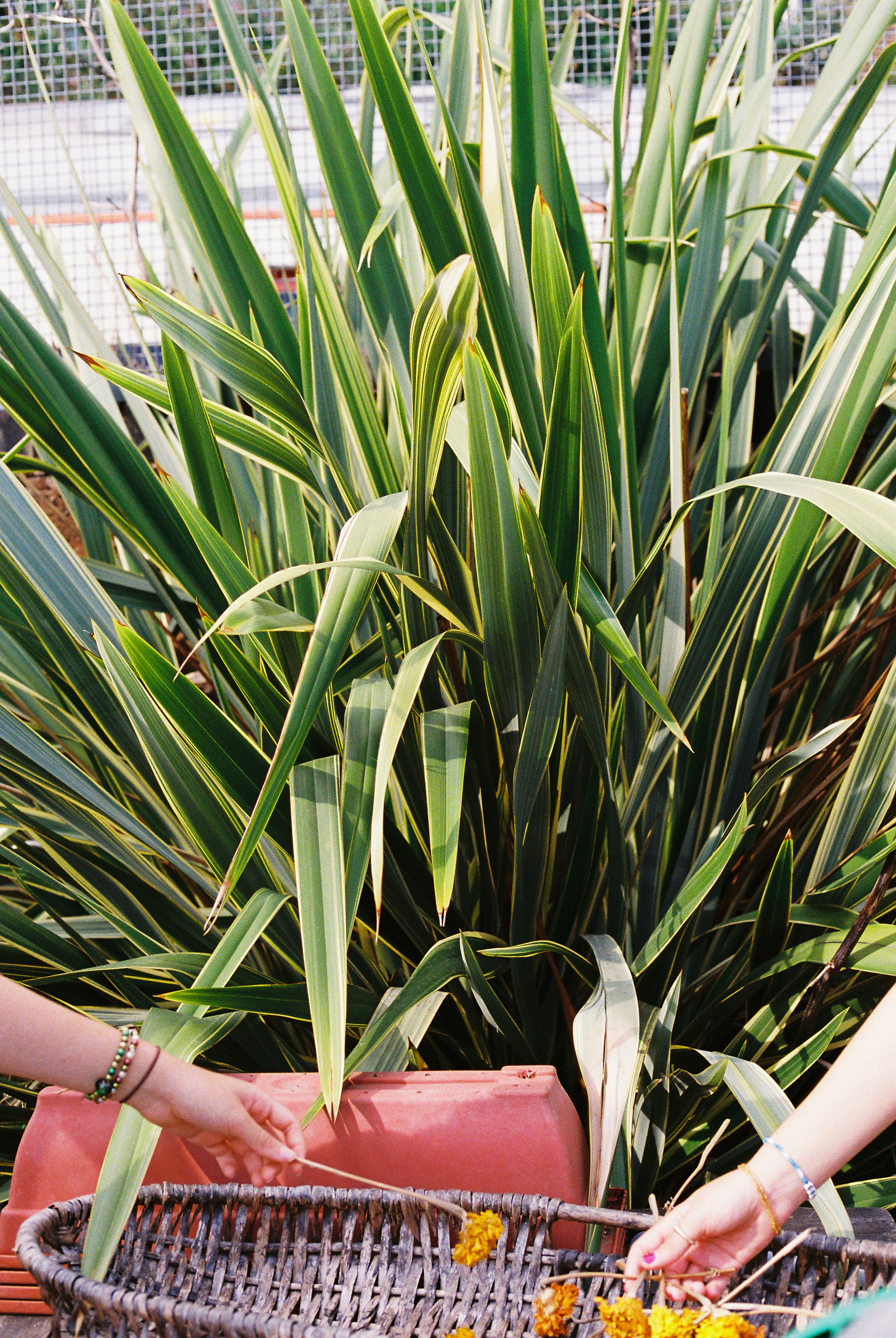 Hands tending a flowering basket beside a variegated plant
