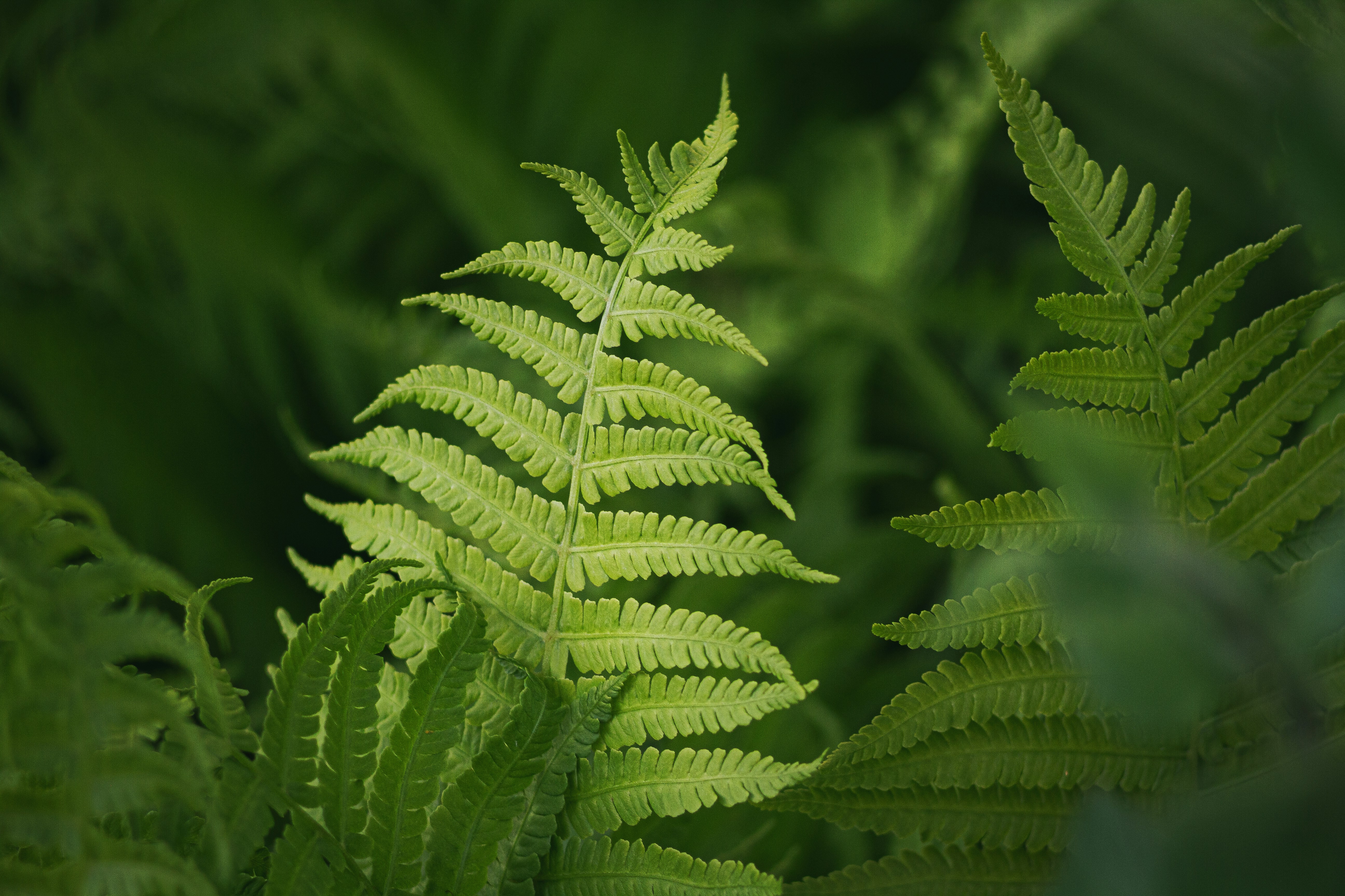 Fronds in Focus: a Neon-green Fern Stands Against a Quiet Green Canopy
