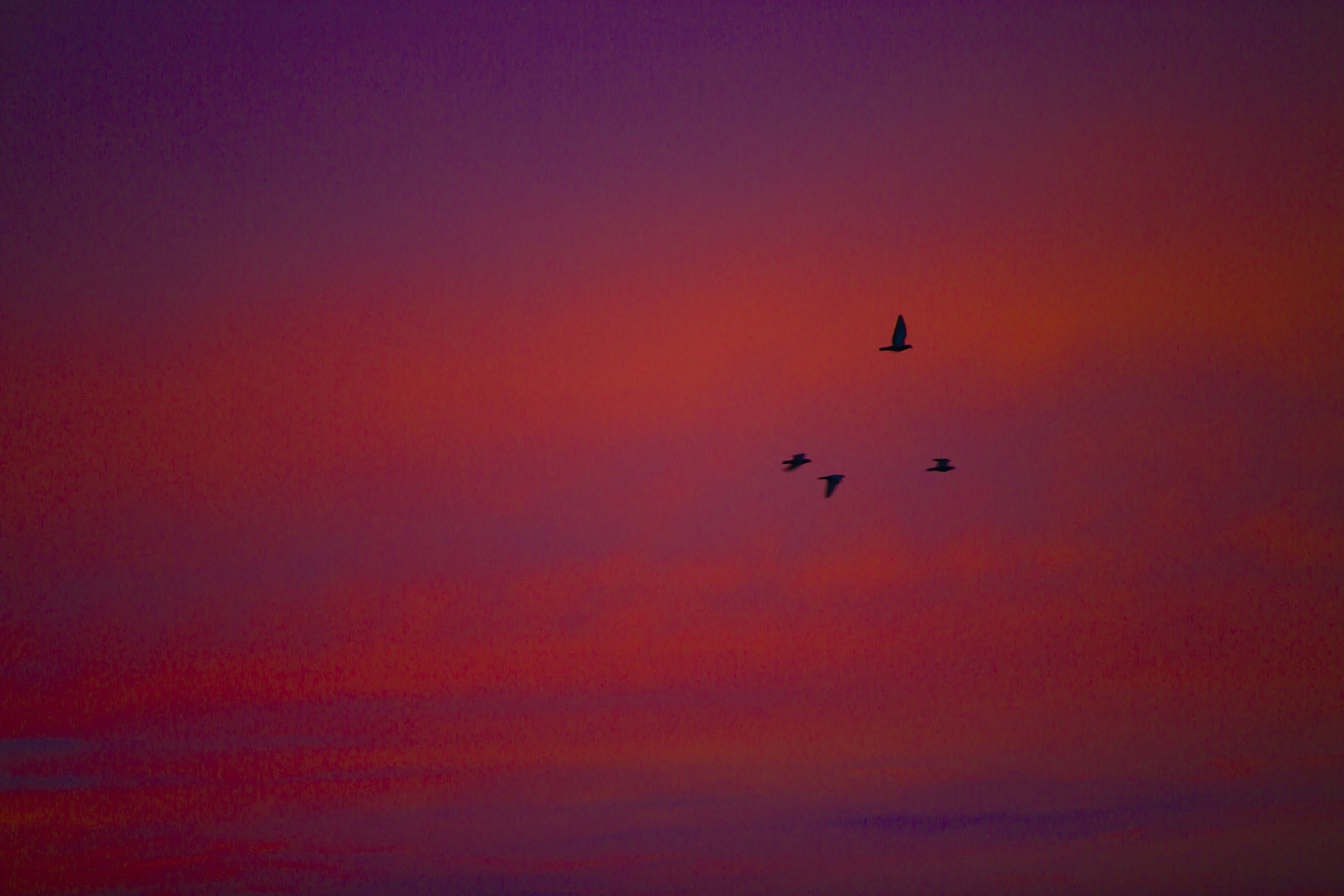 Midair Mirage: A Flock in the Ember Sky