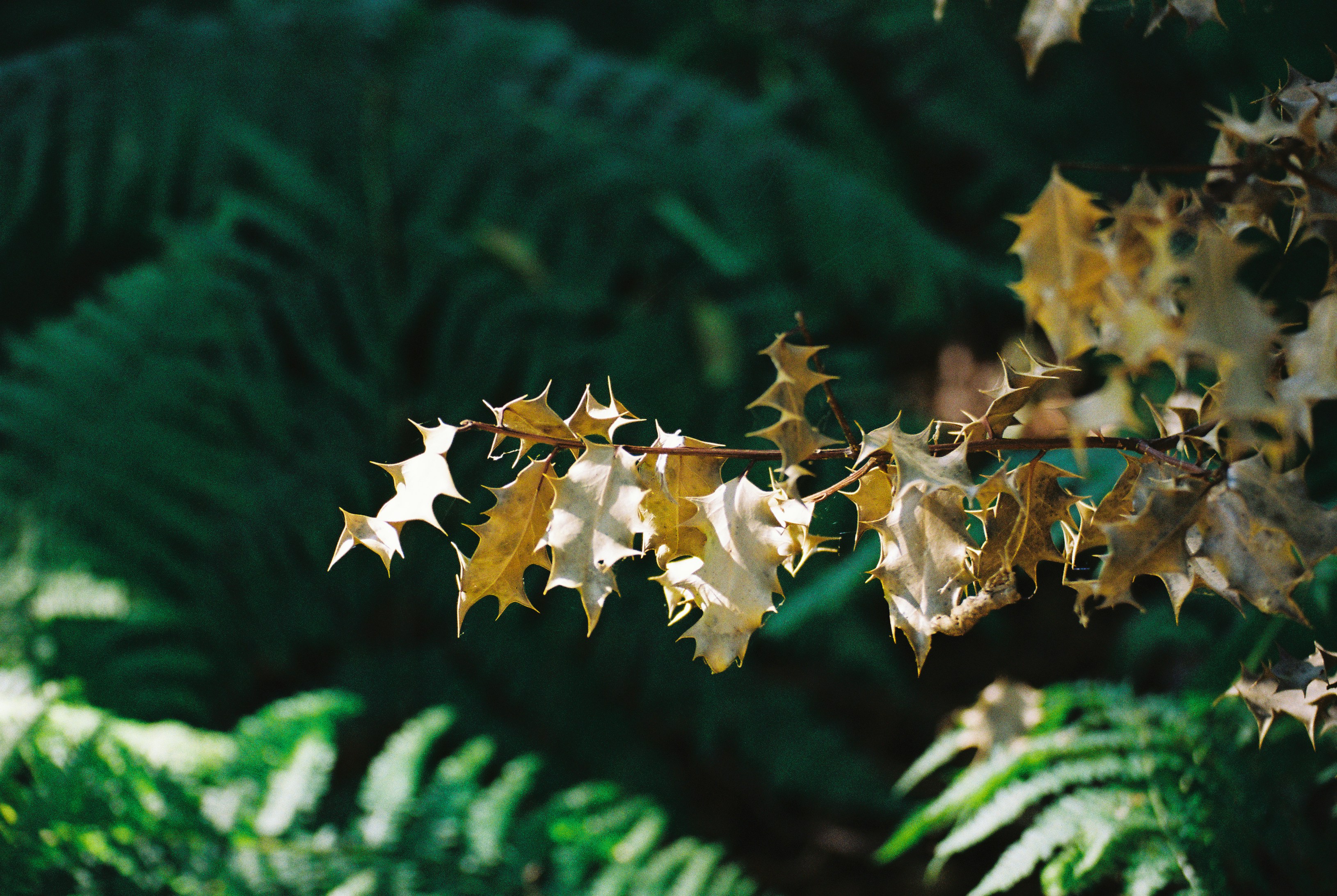 Sunlight glows through the spiny edges of dried holly leaves against a shaded fern backdrop.