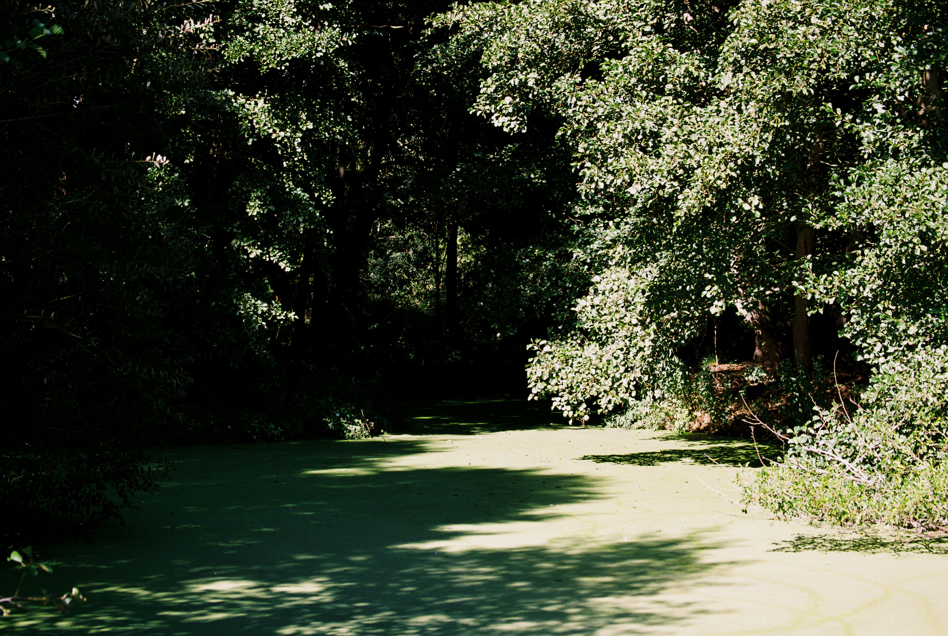 Sunlit Clearing Beyond the Duckweed Alley