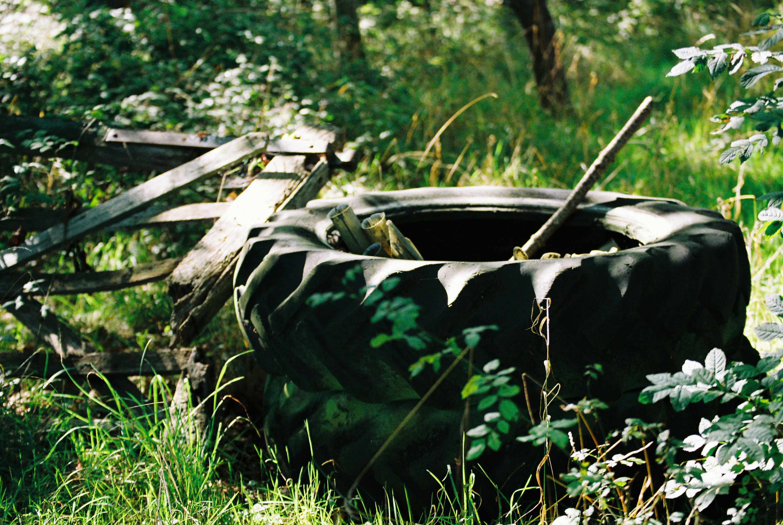 Overgrown Guardian: A Weathered Tire Resting Among Wild Greenery