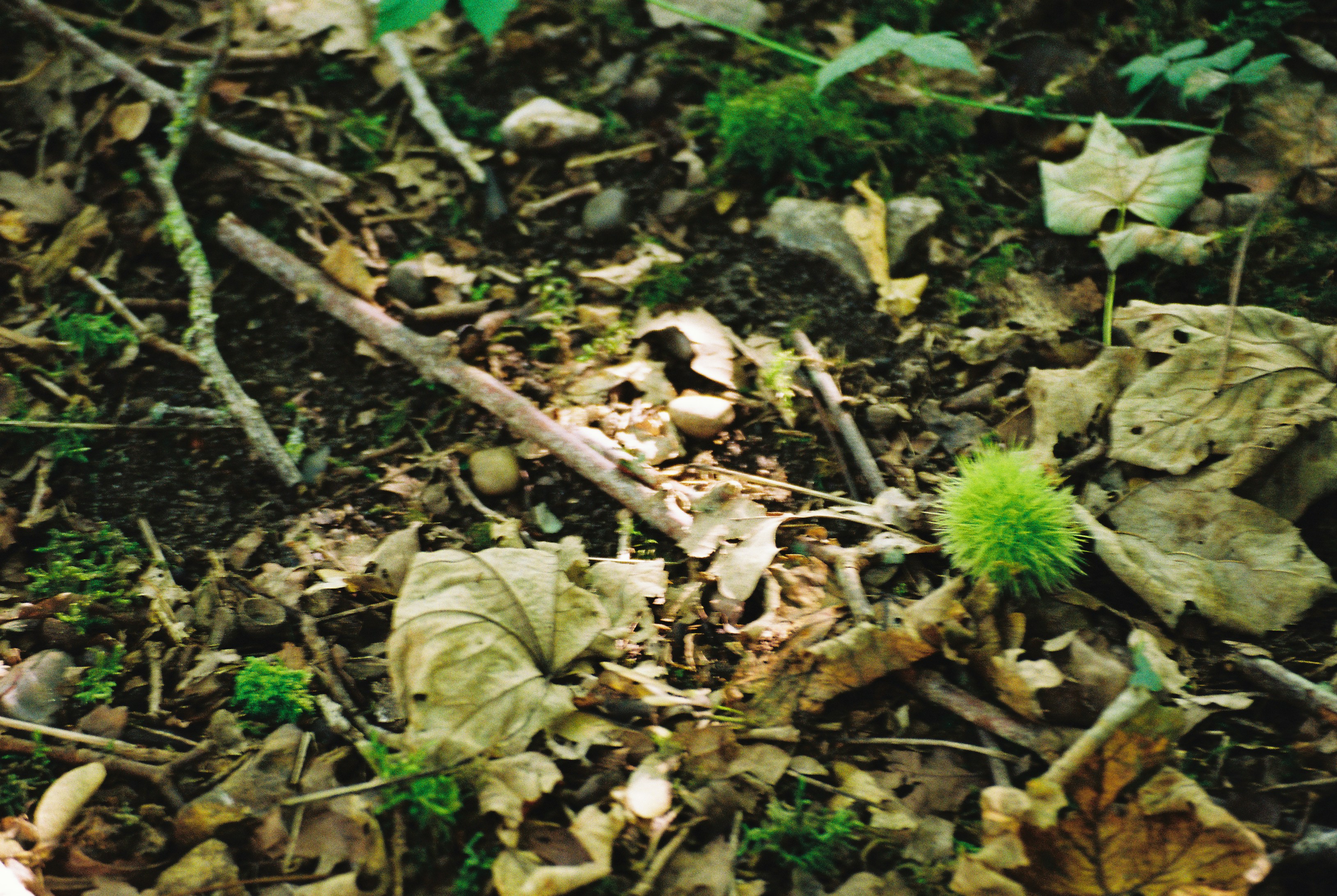 Close-up of a forest floor with moss, twigs, and fallen leaves; a small lime-green moss ball adds a pop of color in a muted, earthy palette. This is a natural detail shot capturing texture and micro-habitats on the ground.