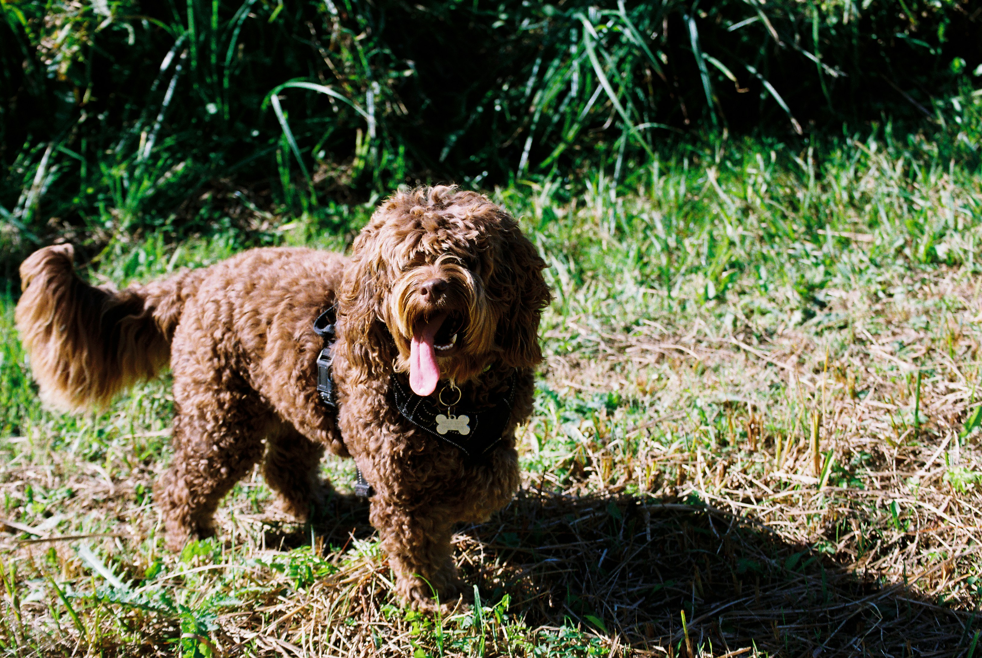 Brown Dog in Sunlit Field with Tongue Lolling