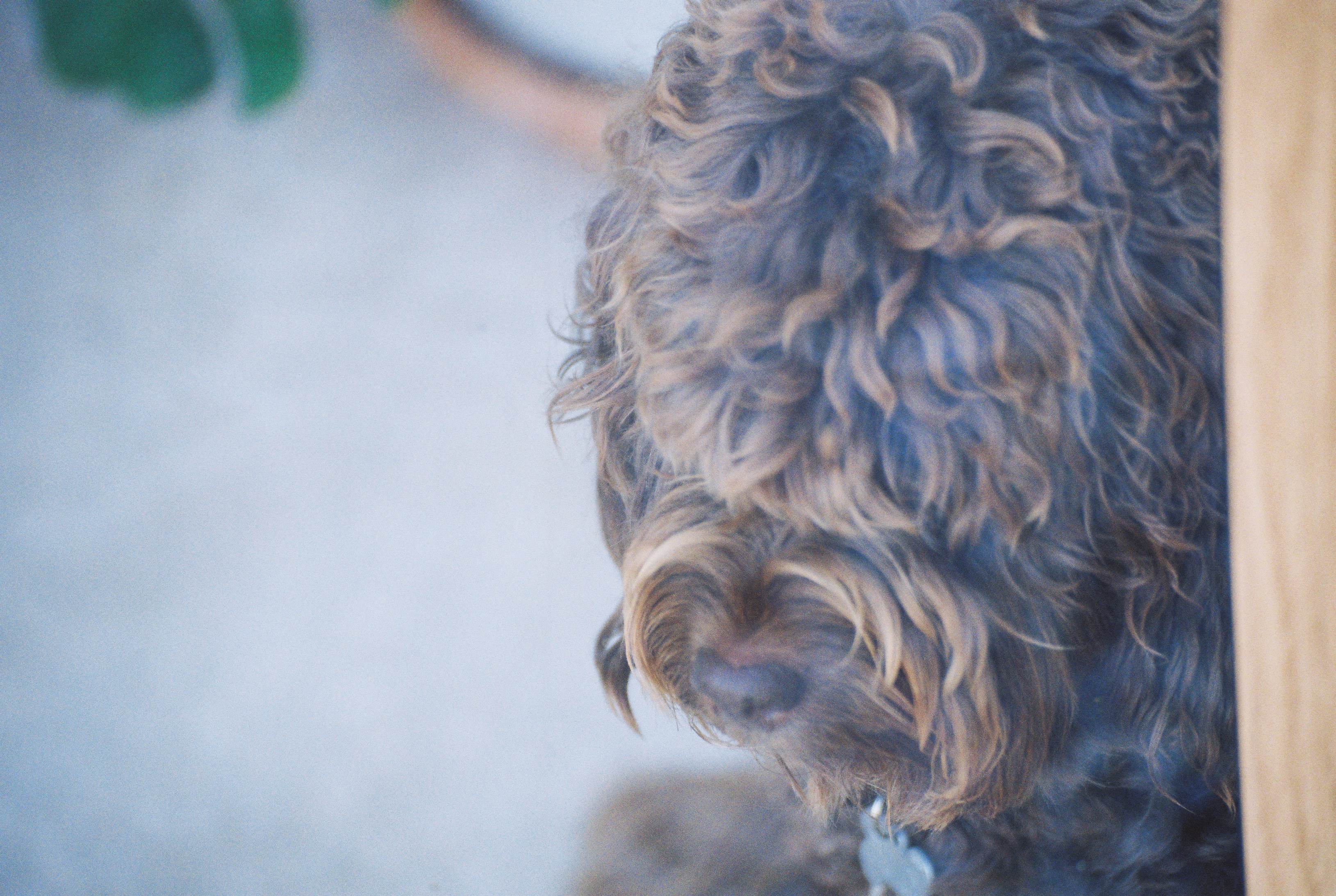 Curled Fur Portrait at the Edge of a Wooden Frame