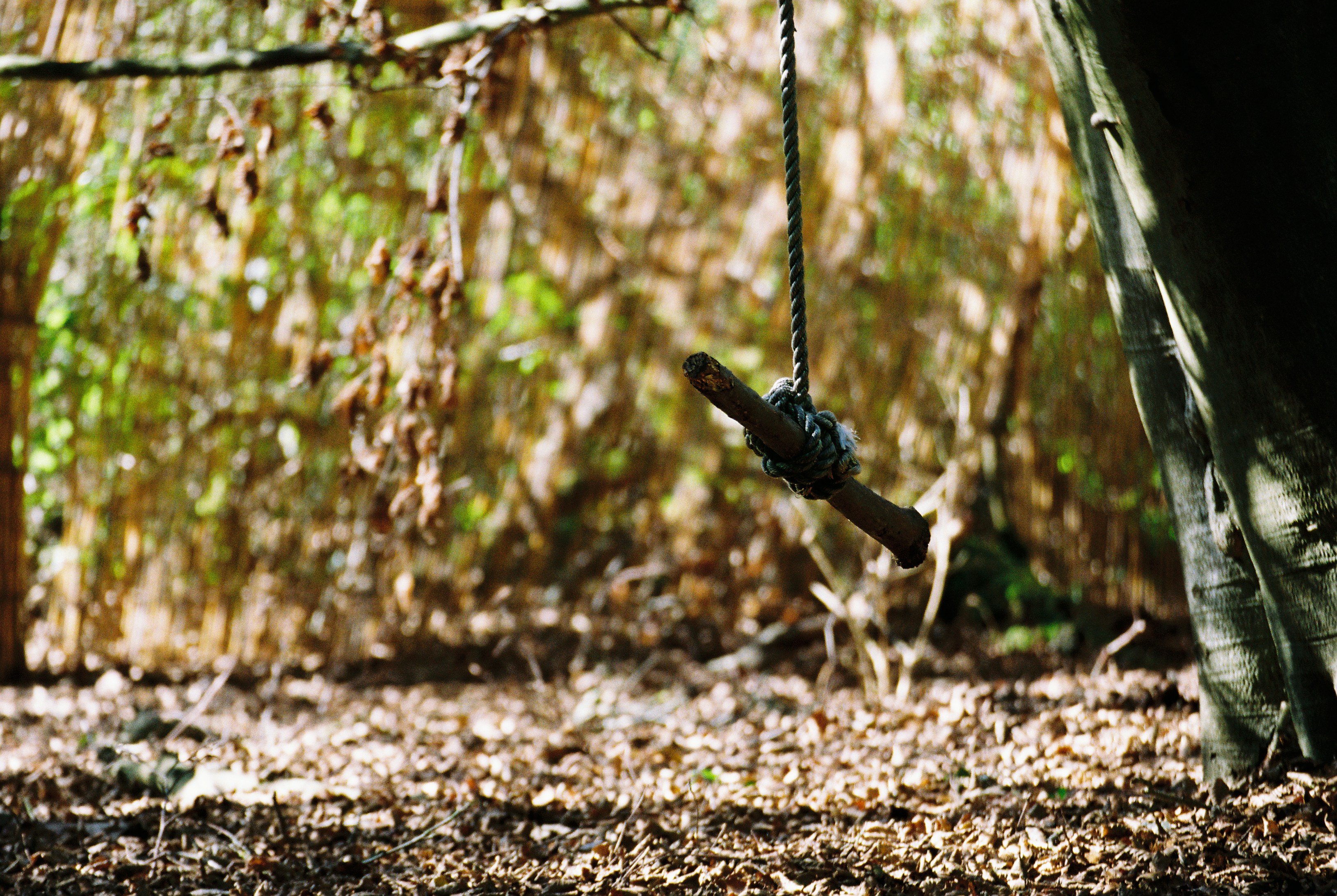 A lone wooden swing hangs from a rope in a sunlit forest, with a blurred leafy background and a dirt ground beneath. This candid scene emphasizes a quiet moment in nature without any people.