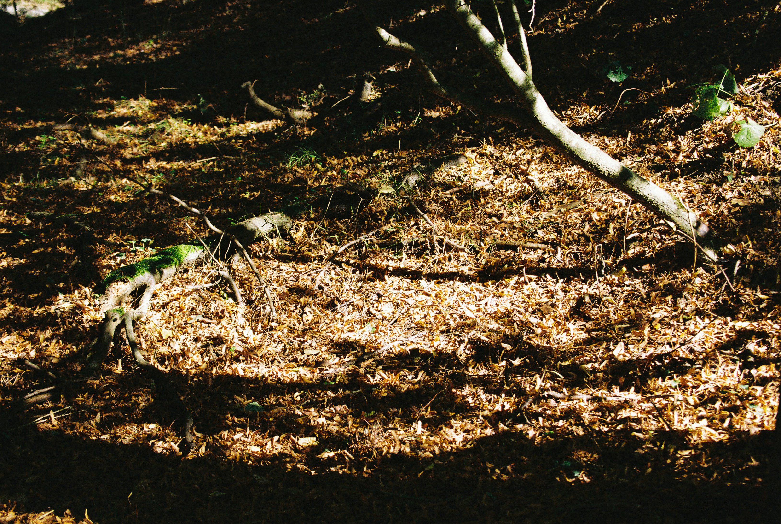 Sunlit Forest Floor: A Patchwork of Dappled Light and Fallen Branches