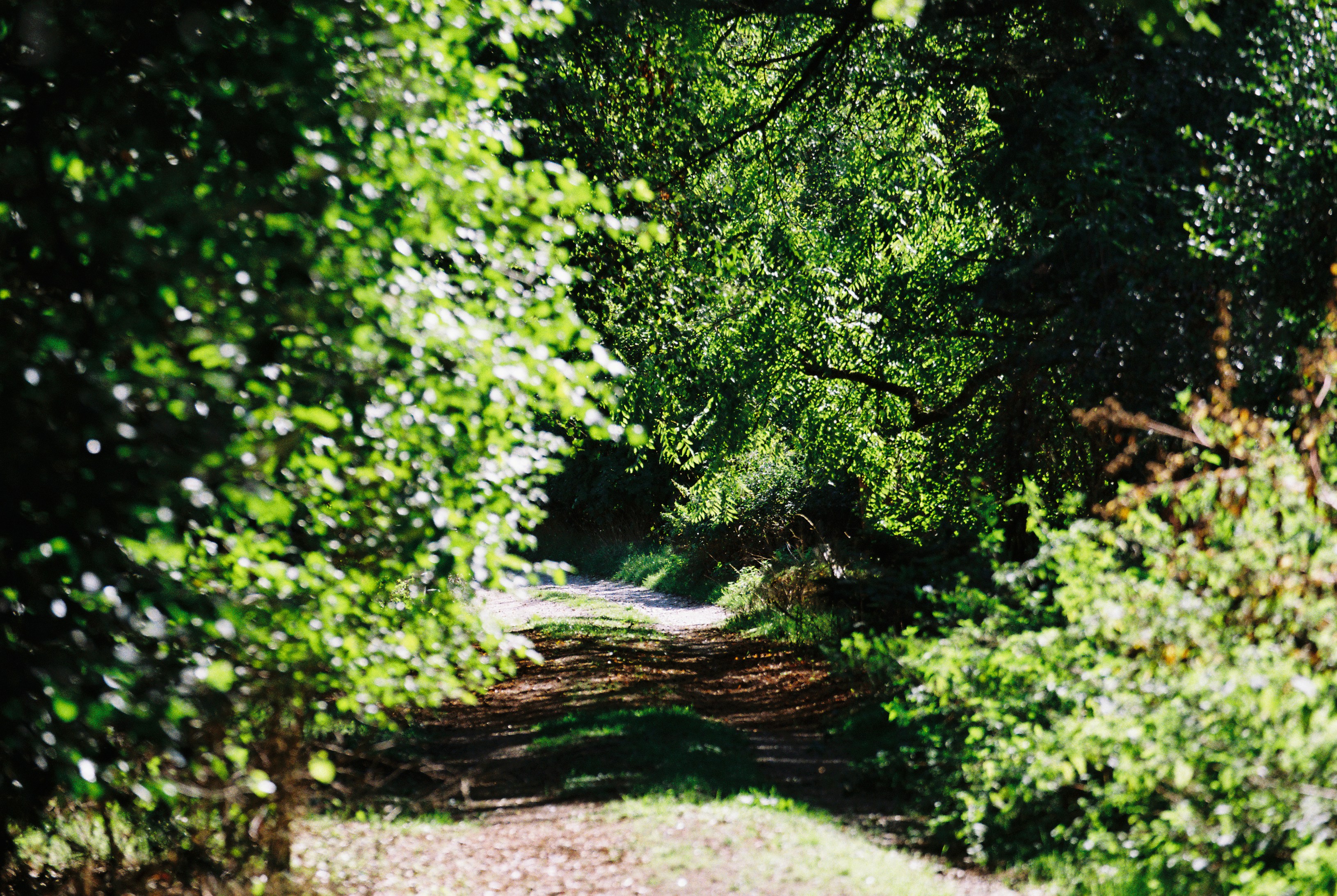 Forest Pathway: Sunlit Corridor Through Green Canopy