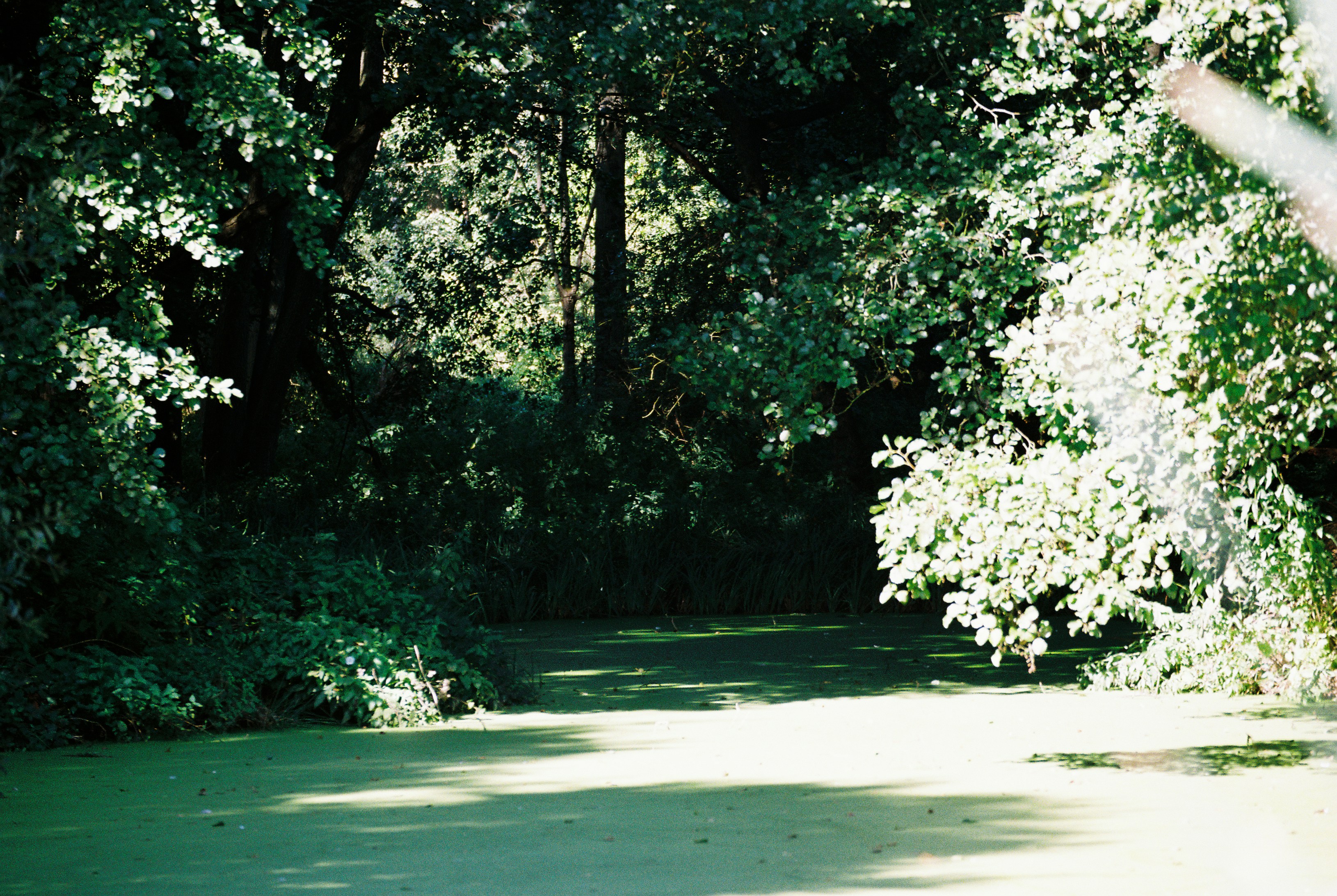 Sunlit Canal of Green: A Dappled Path Through Dense Foliage