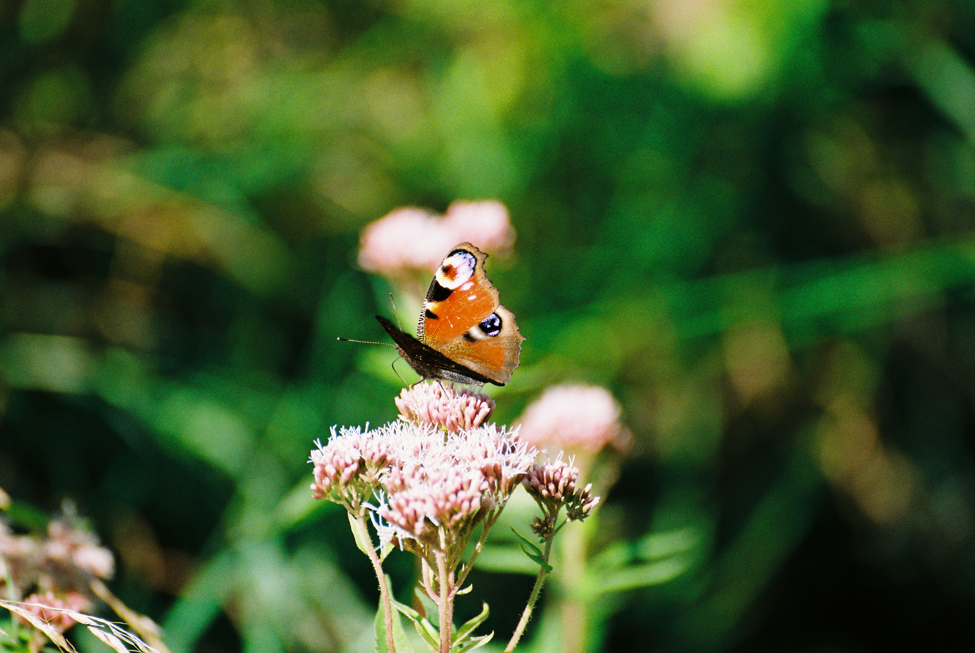 Peacock Butterfly on Pink Bloom: A Moment of Quiet Color