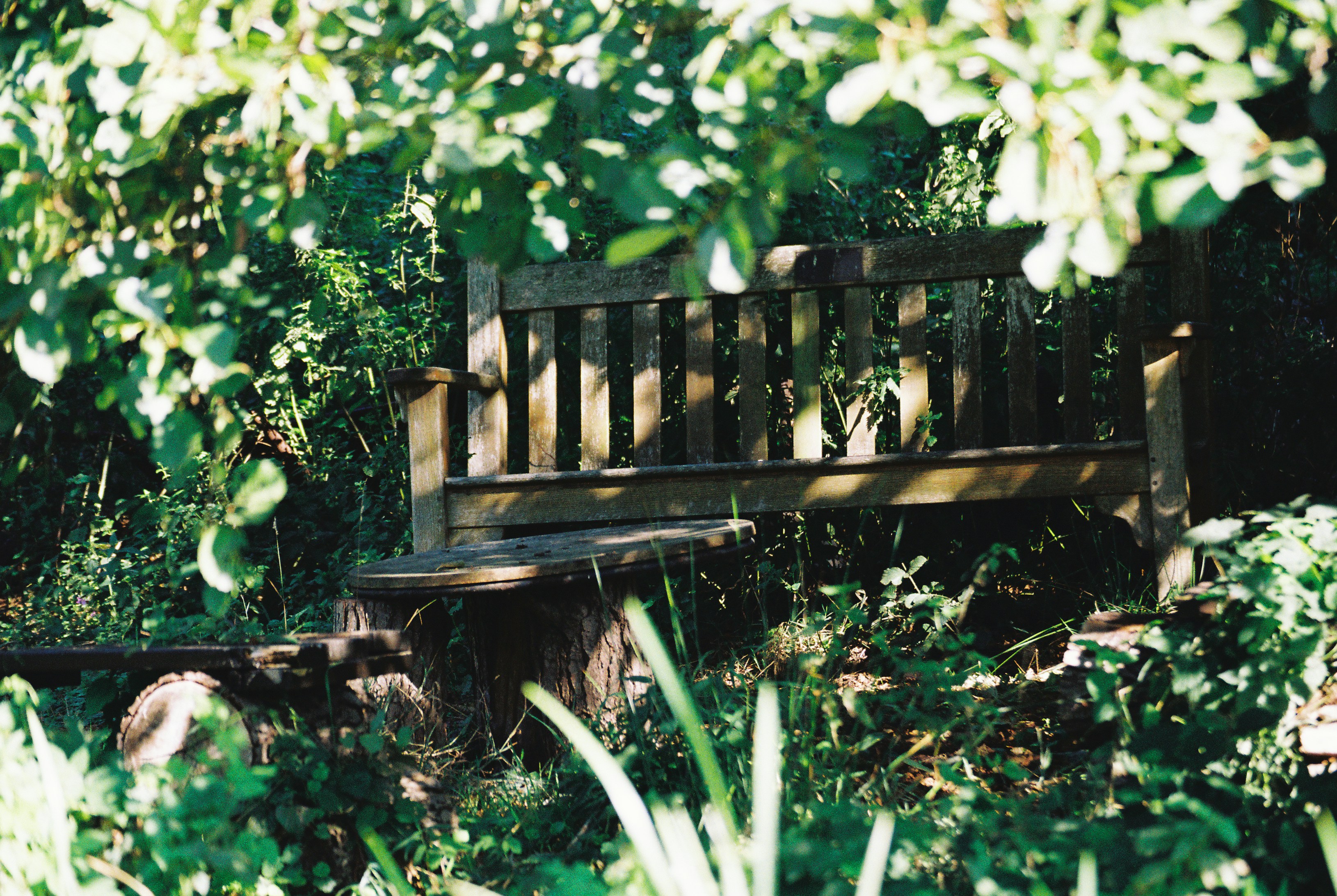 Hidden Bench in a Quiet Garden Grove