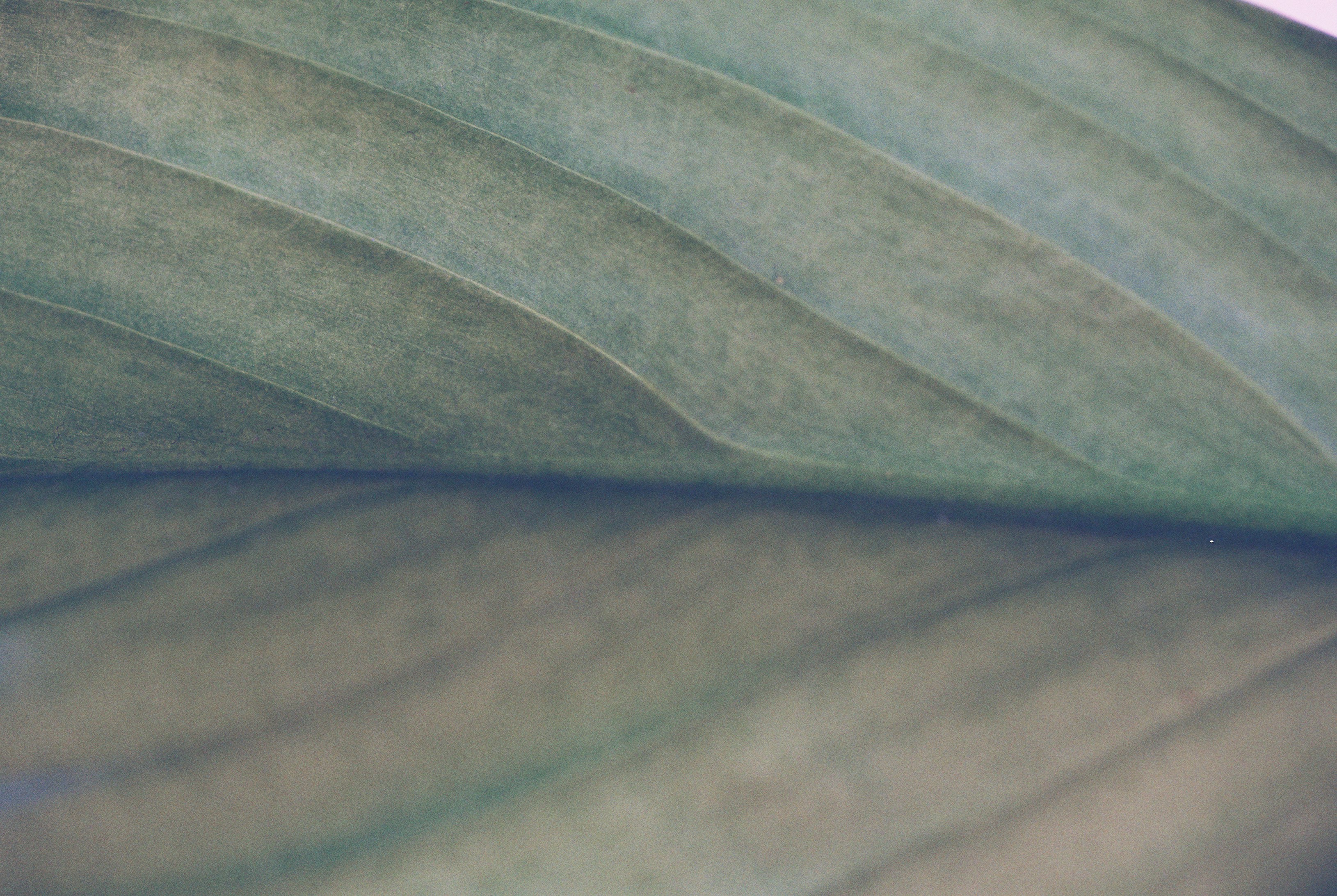 Curved Coastal Ridges: A Close-Up of Leaf Vein Texture