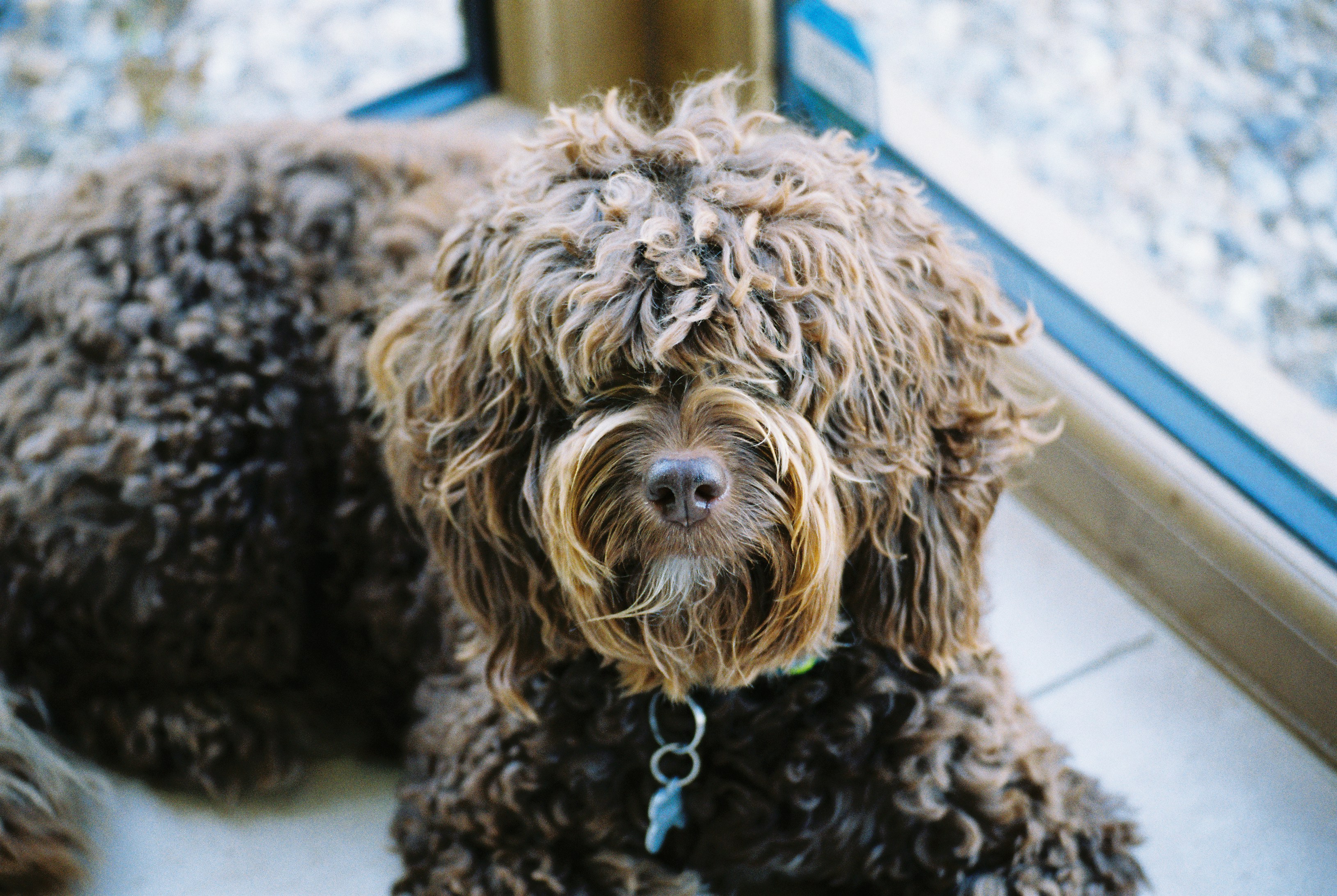 Curled-Coat Charm: A Lively Shaggy Pup by the Window