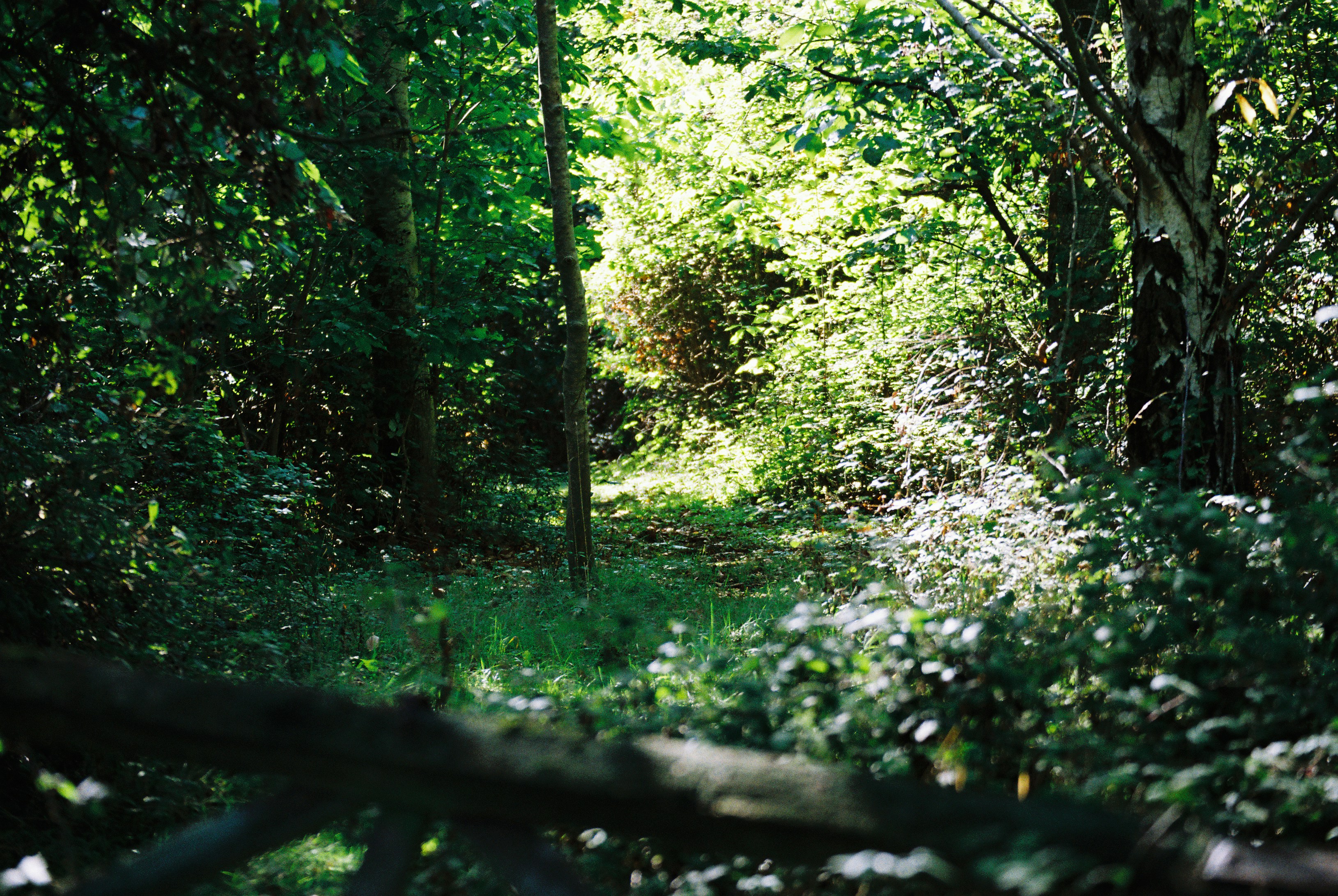 Dappled sunlight breaks through a green woodland canopy above a quiet grassy clearing.