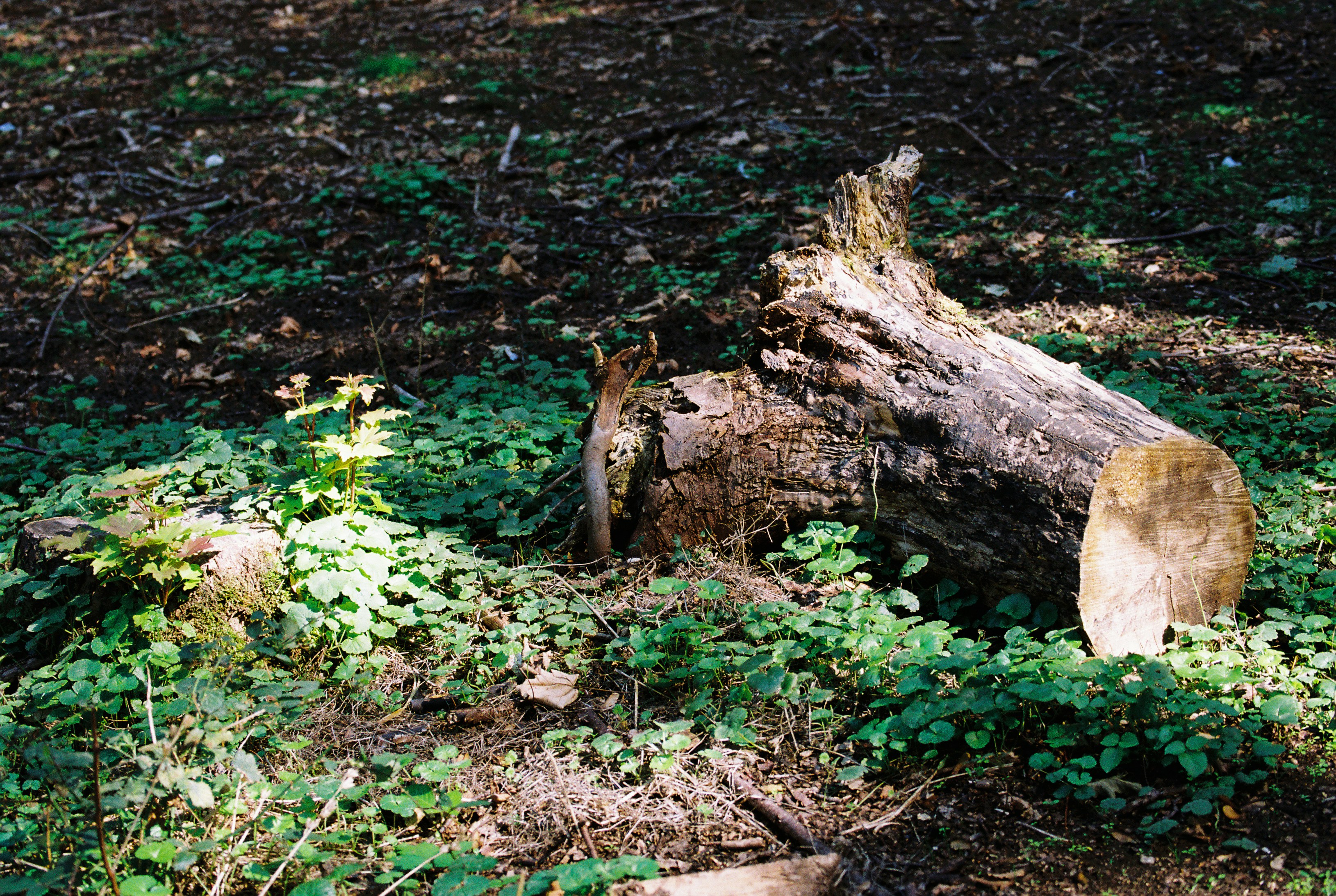 Fallen Log in a Sunlit Forest Clearing