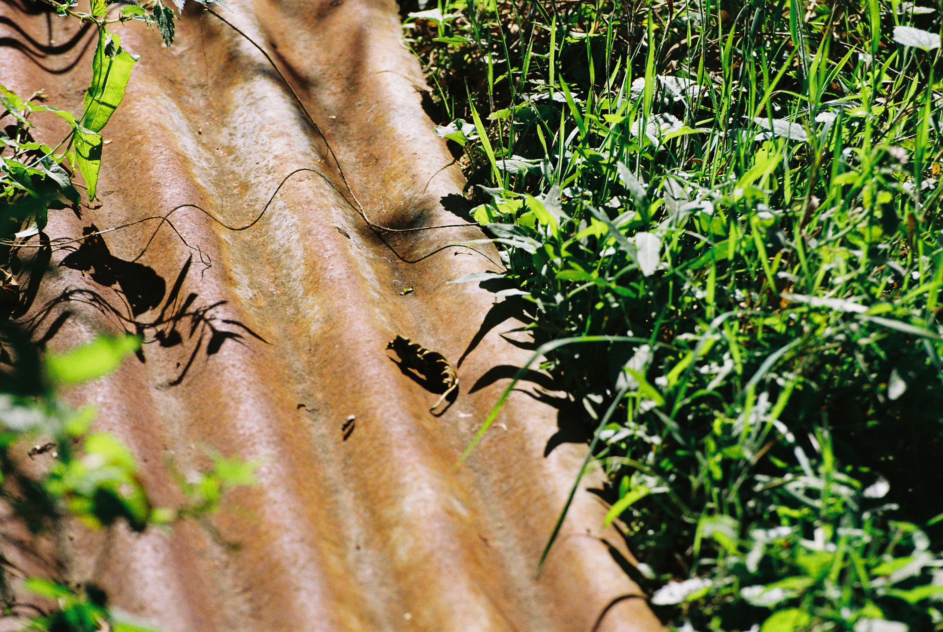 Rusted corrugations meet unruly green tapestry