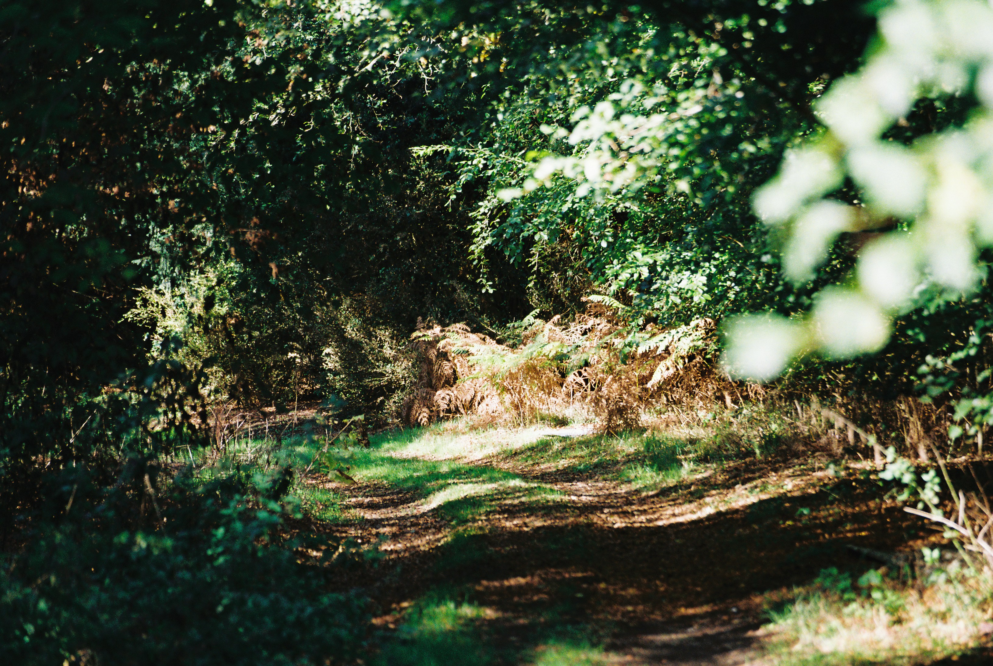 Sunlit Path Through a Quiet Green Corridor