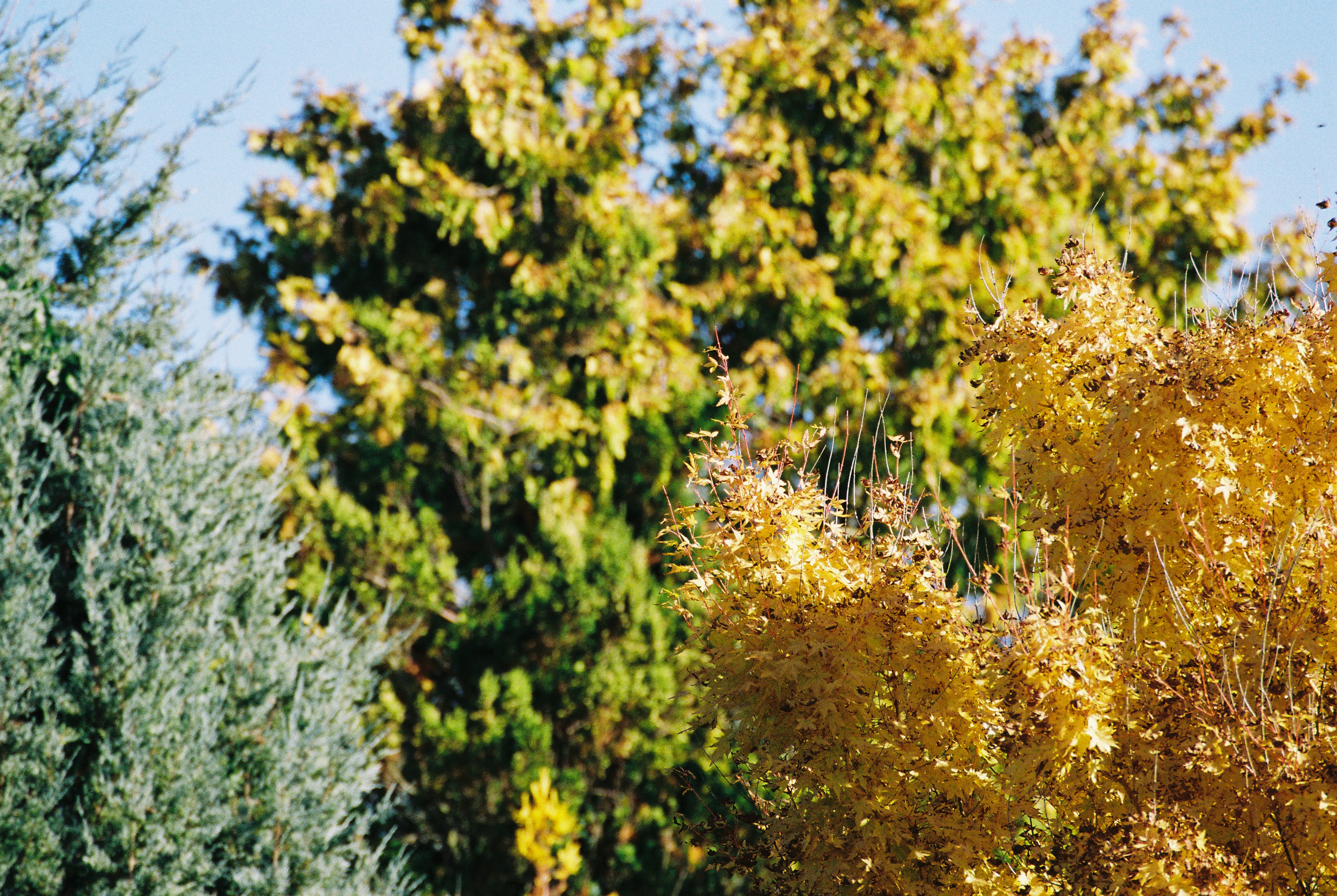 Sunlit golden foliage dominates the frame with a mix of green trees in the background, highlighting warm autumn tones and natural outdoor textures.
