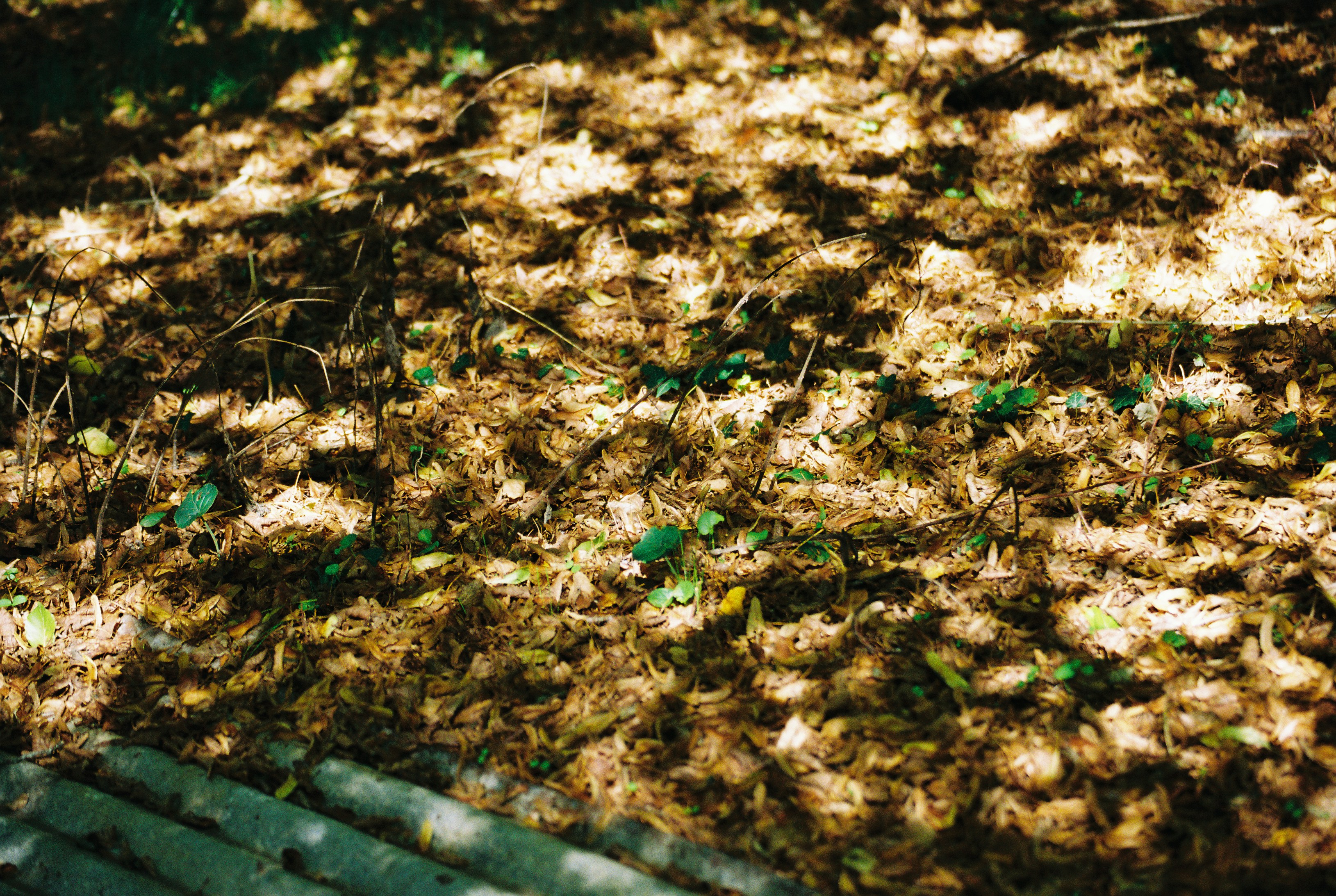 Sun-dappled forest floor carpeted with fallen leaves and a few green sprigs, with a hint of a mossy edge in the lower left; a natural abstract texture shot from above. This is a photographic capture of ground cover scenery.