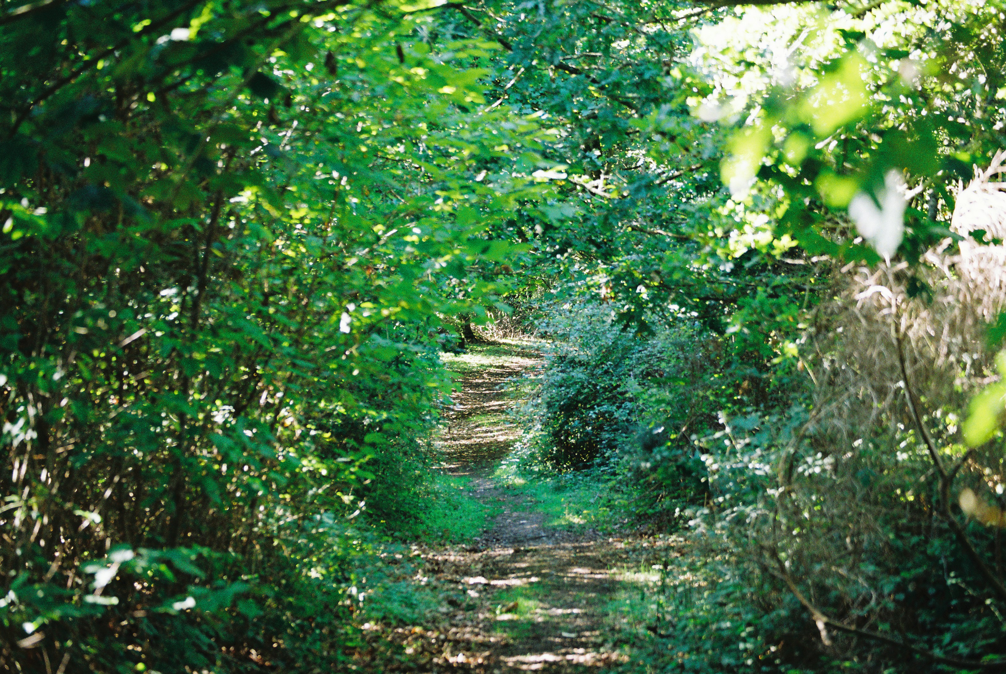 Overgrown Path: a sunlit corridor through green corridors