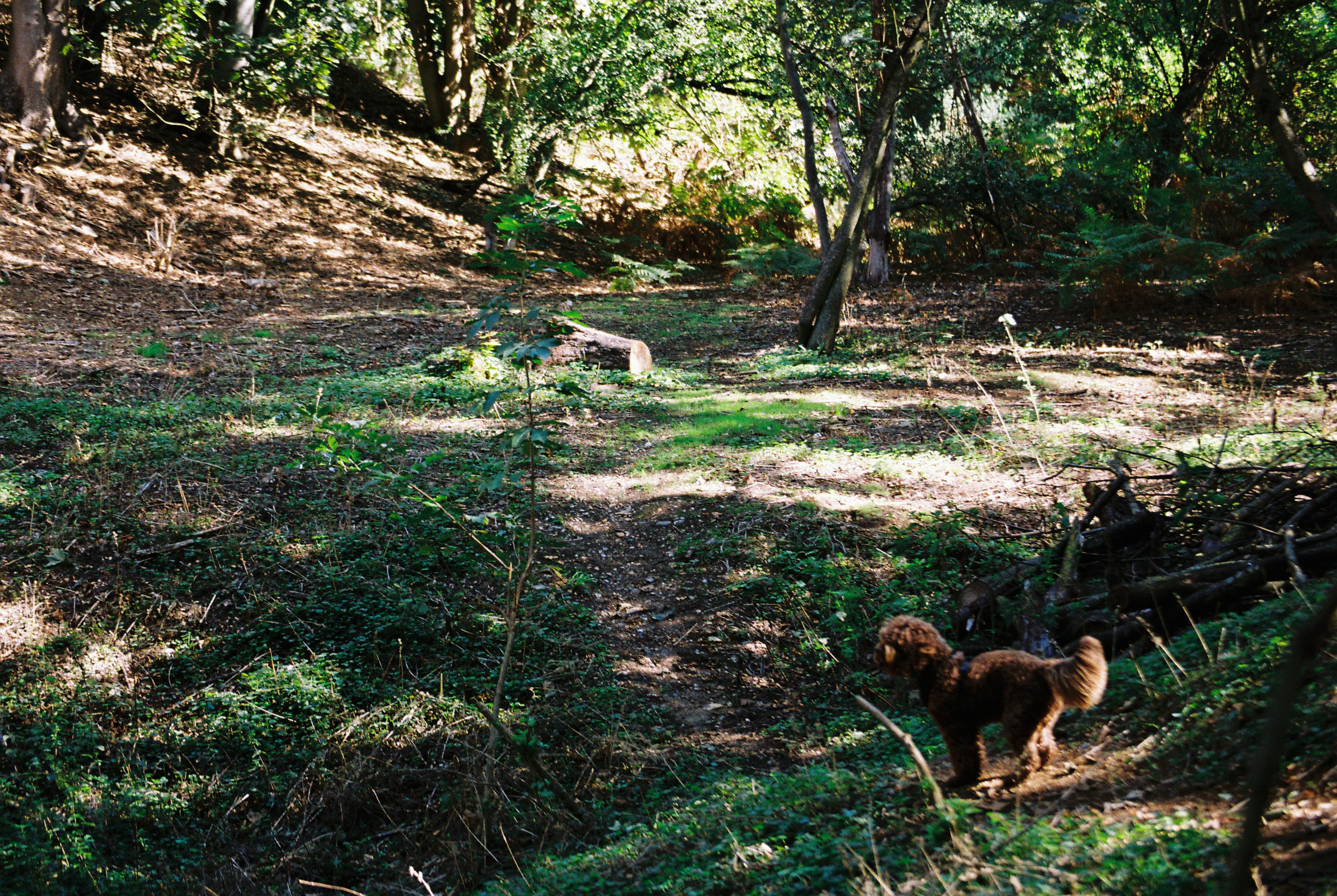 Brown Dog at the Edge of a Sunlit Woodland