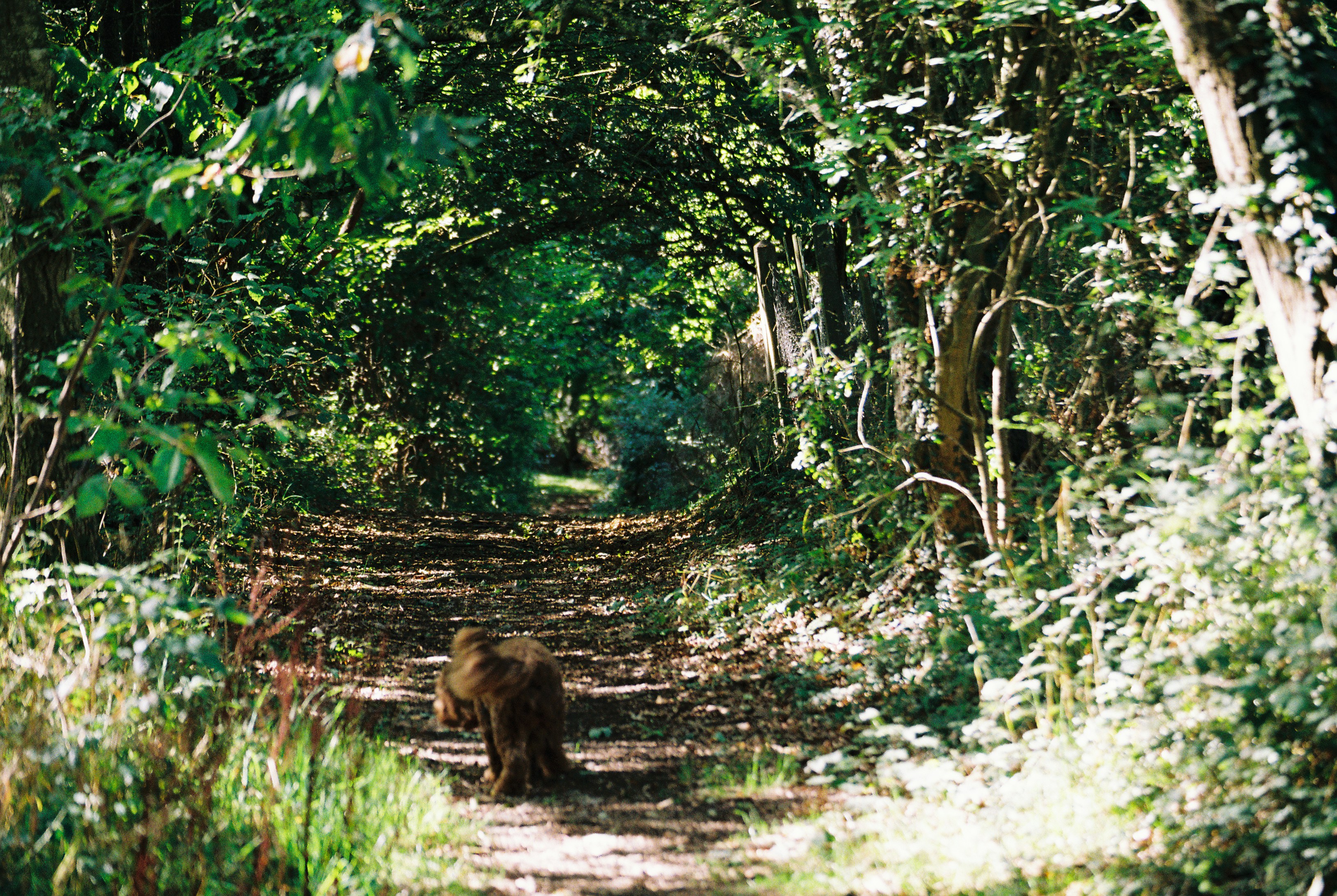Bush Path Stalker: A Curious Moment on a Sunlit Forest Trail