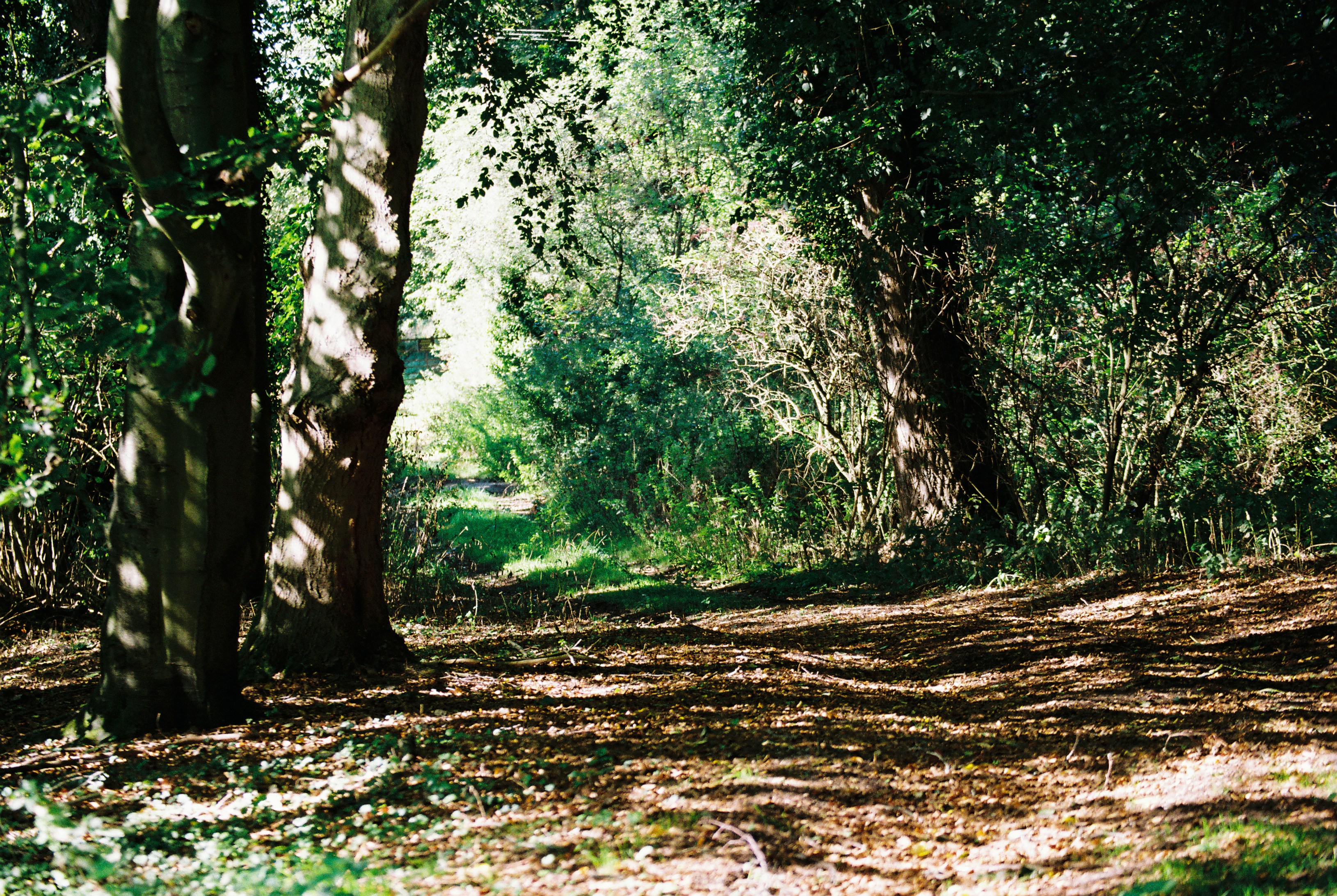 Hidden Path Through Sunlit Leaves