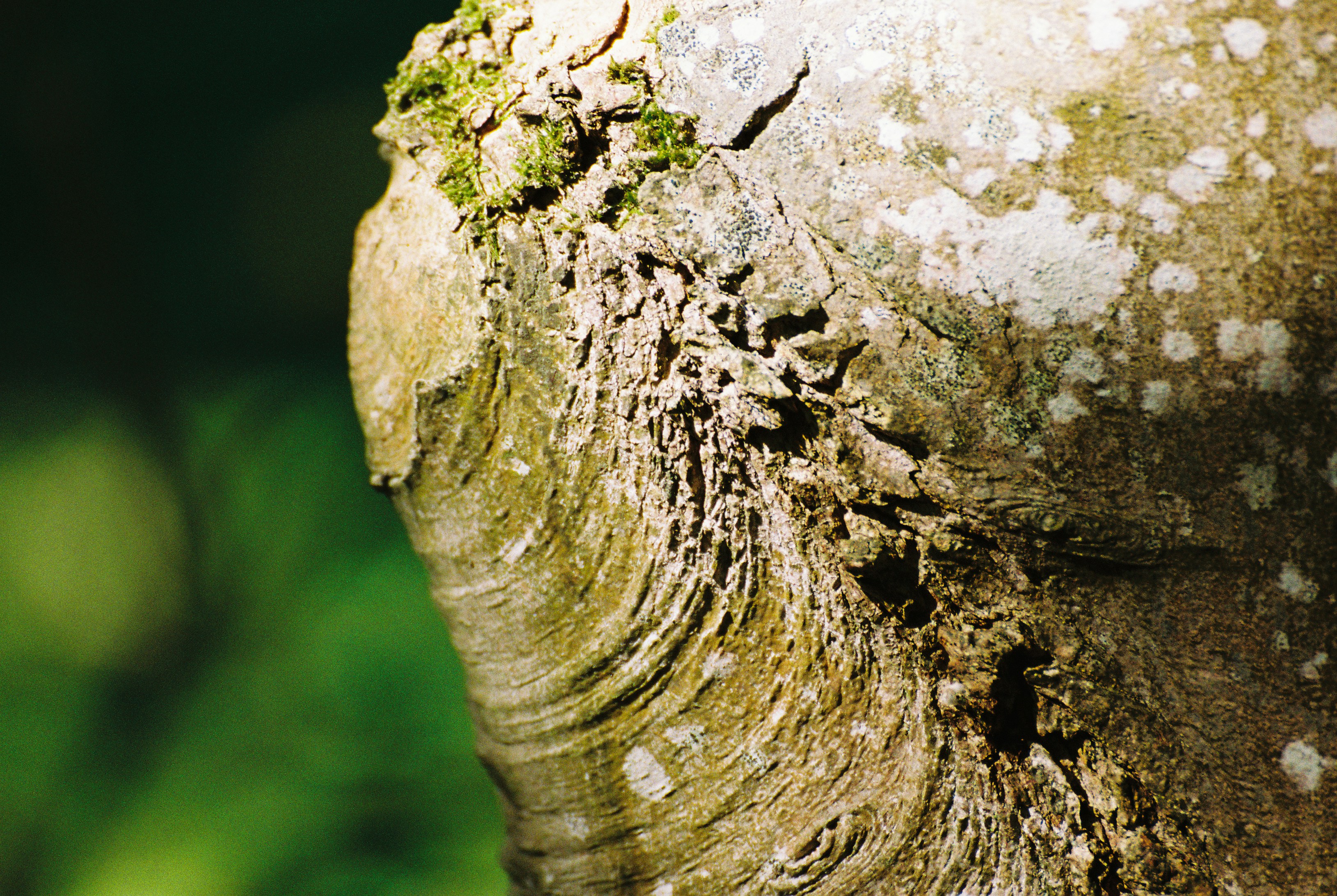Close-up of a weathered tree trunk with textured rings, bark details, and green background blur.