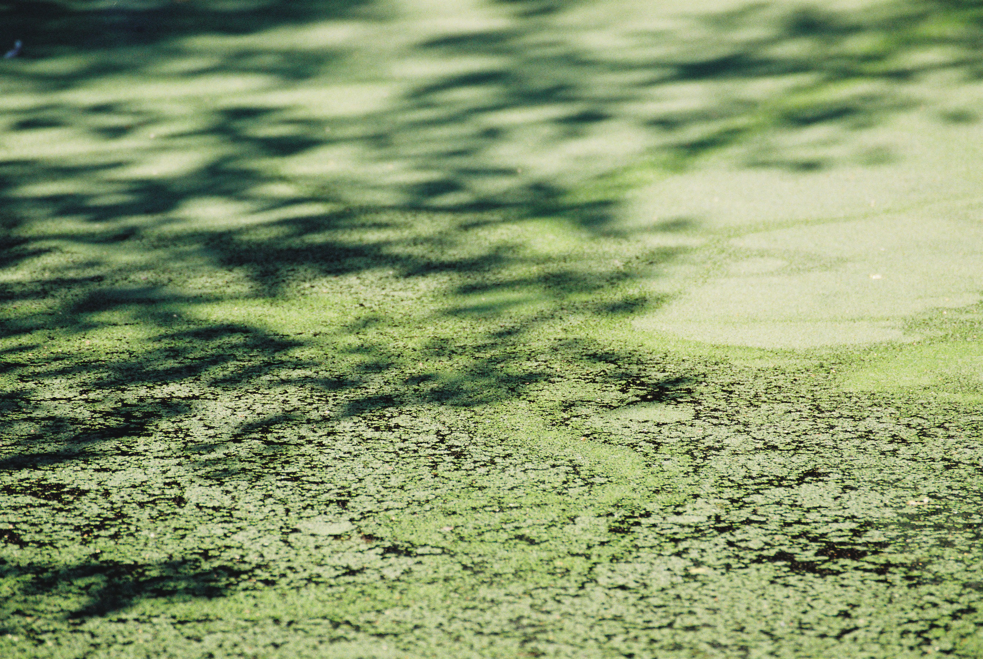 Dappled Shade over a Mossy Pond Surface