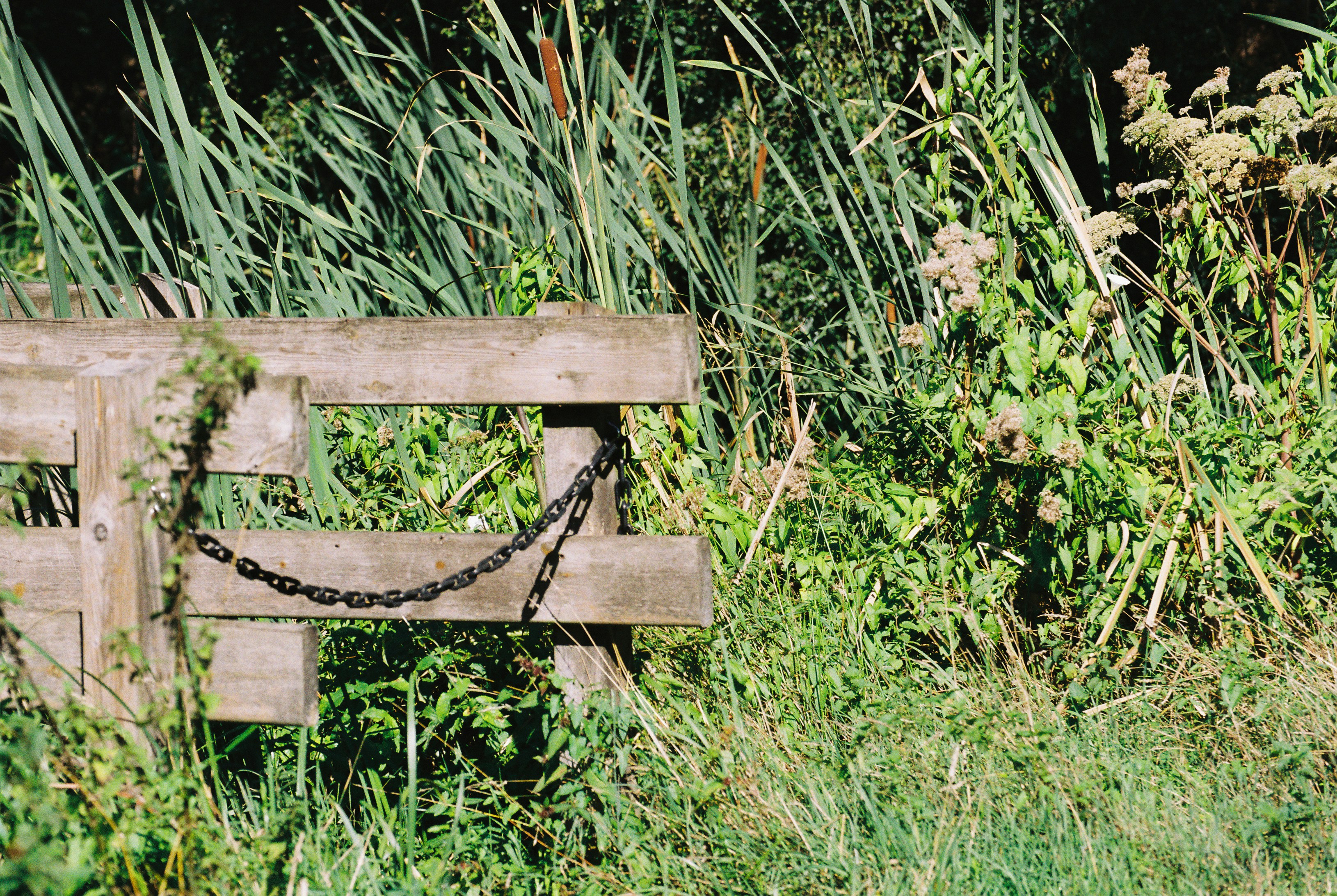 Weathered Wooden Bench Anchored by Wild Grass and Chain