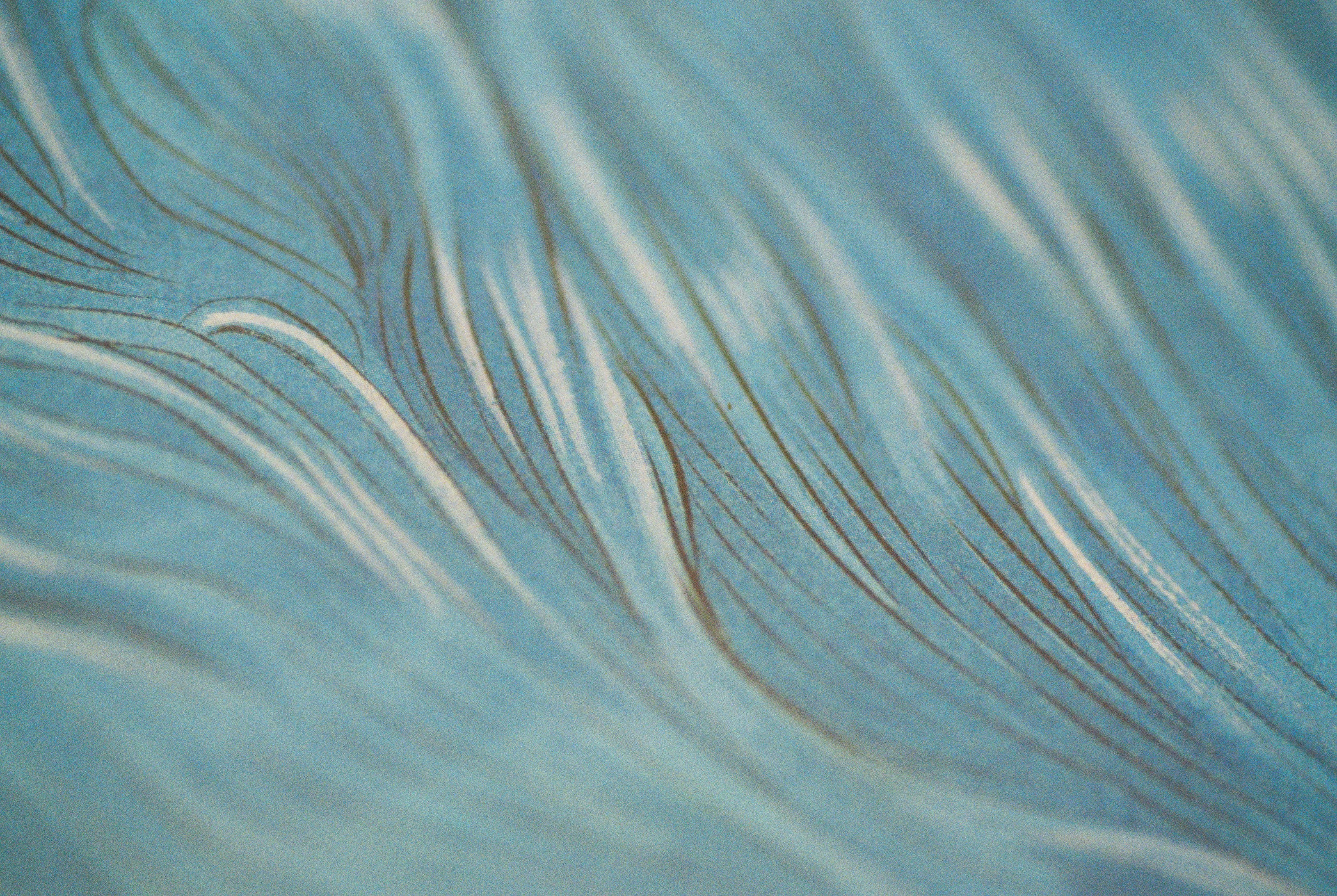 Blue Whisper: Abstract Feather-Lines in Soft Focus