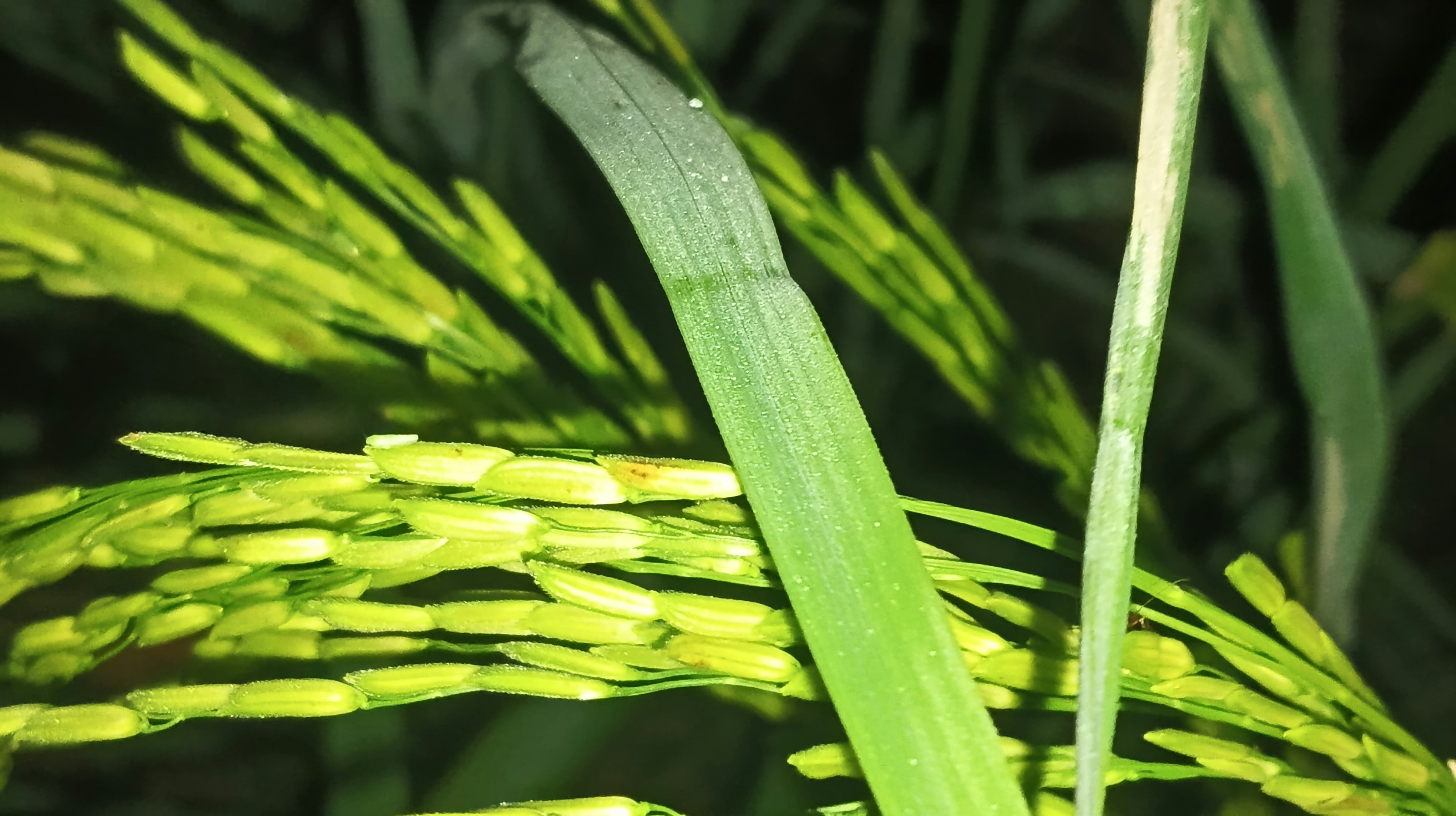 Green Rice Stalks in Sunlit Patch