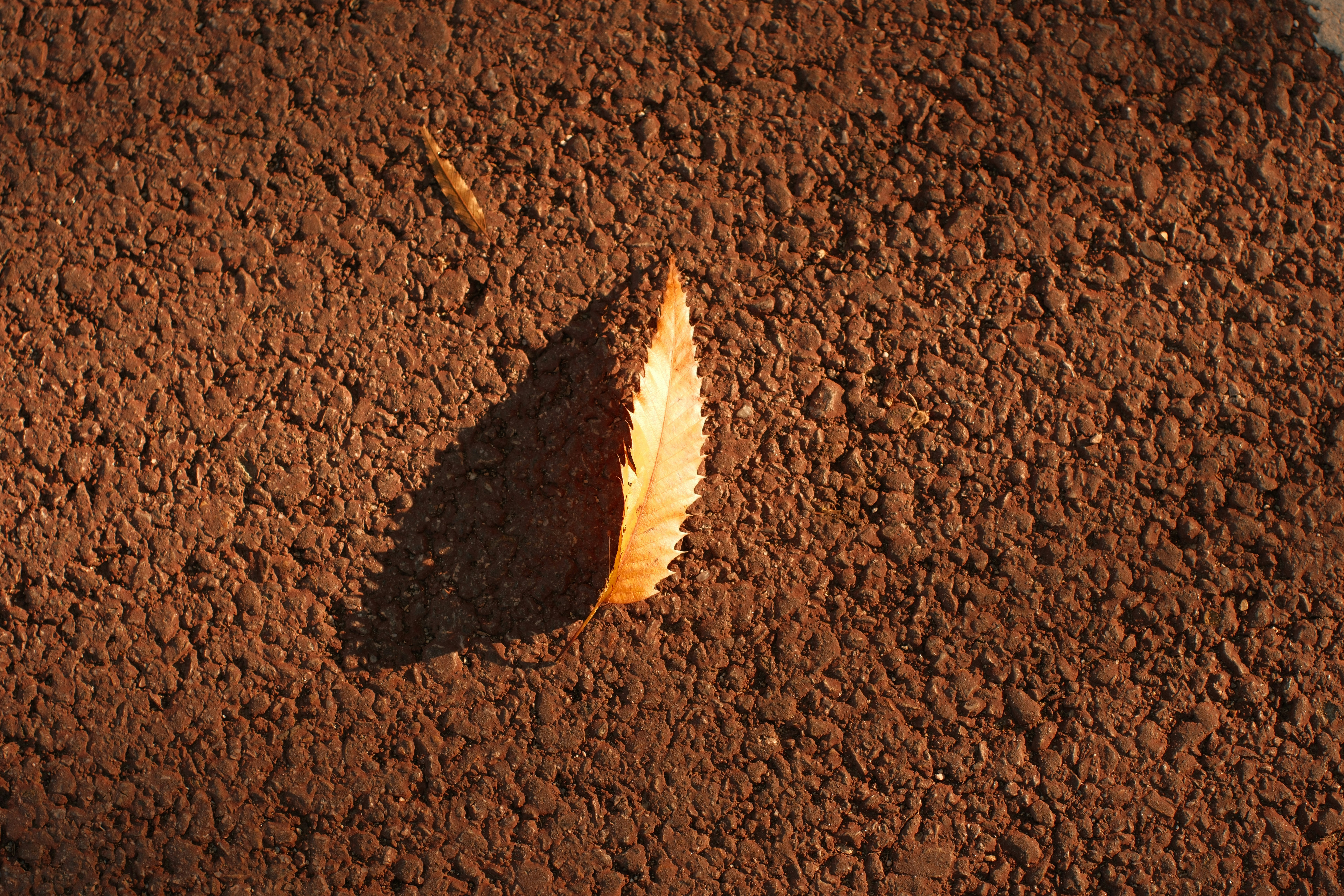 Warm-toned single leaf resting on textured, earthy soil; minimal foreground detail draws attention to the leaf's edge and shadow. This is a natural, photographic capture of a simple subject on rough ground.