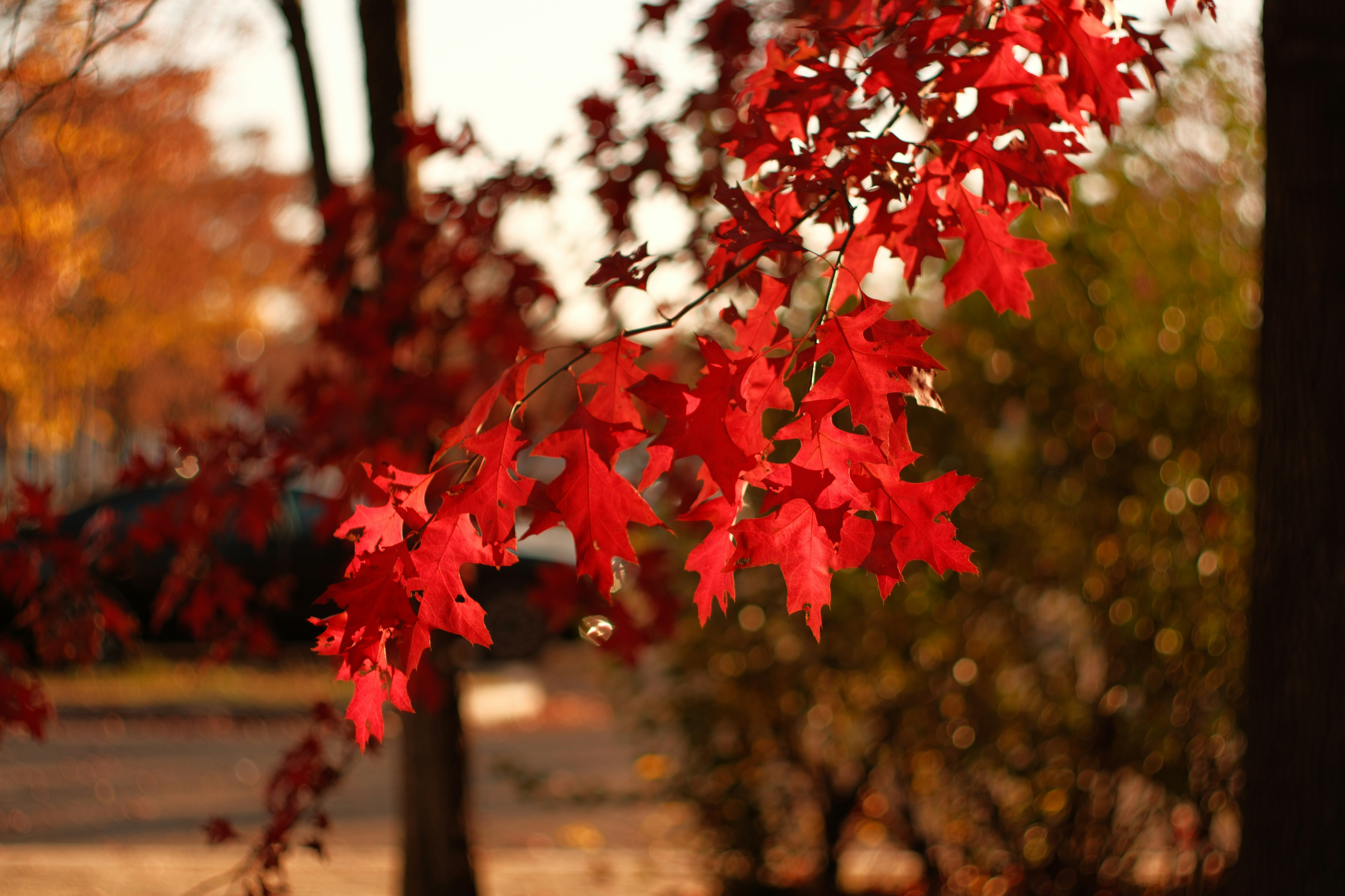 Bright red maple leaves occupy the foreground, framing a sunlit street with warm autumn tones in the blurred background. Logo-like palm-free natural scene.
