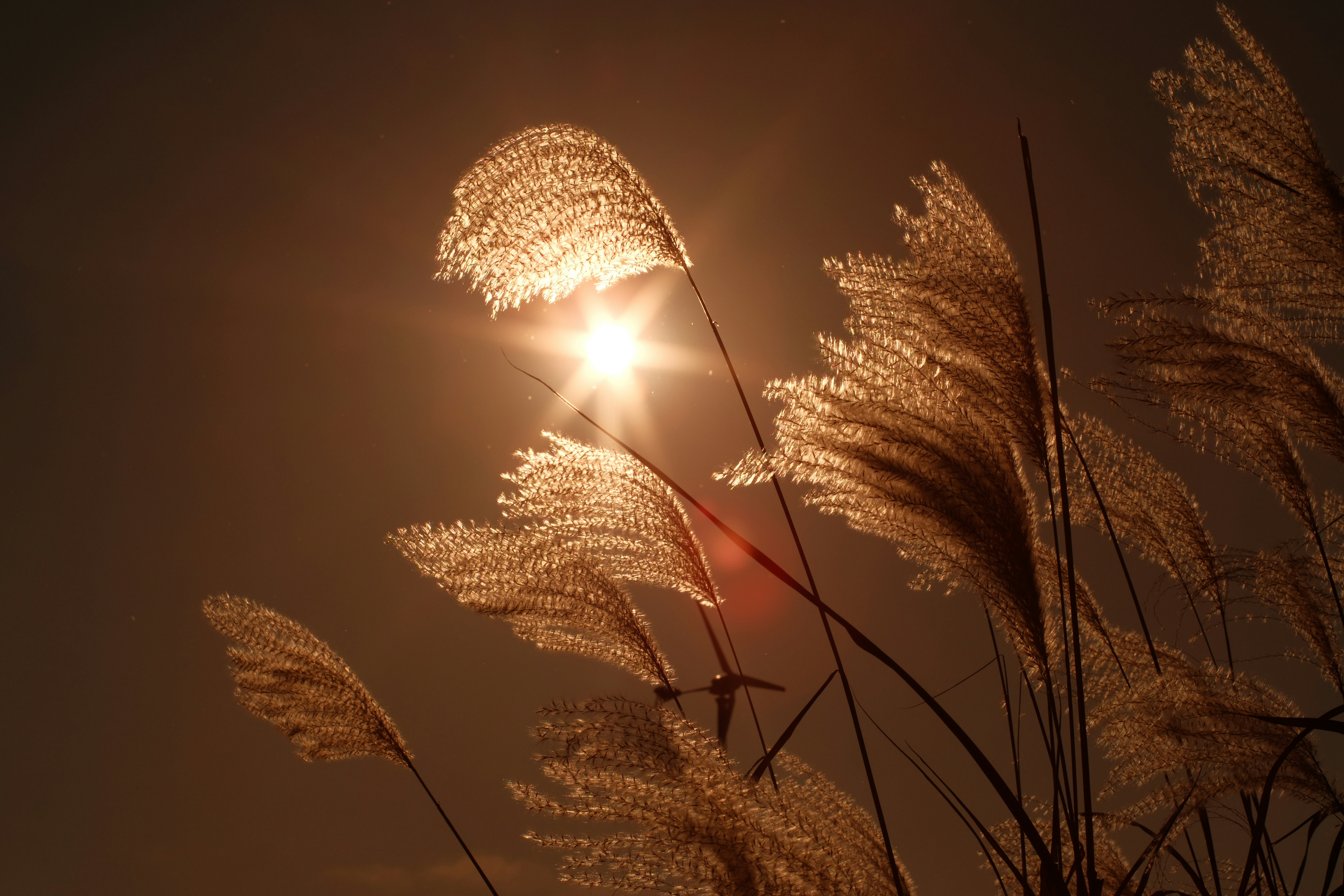Sunlit Reed Silhouettes Backlit by The Rising Sun