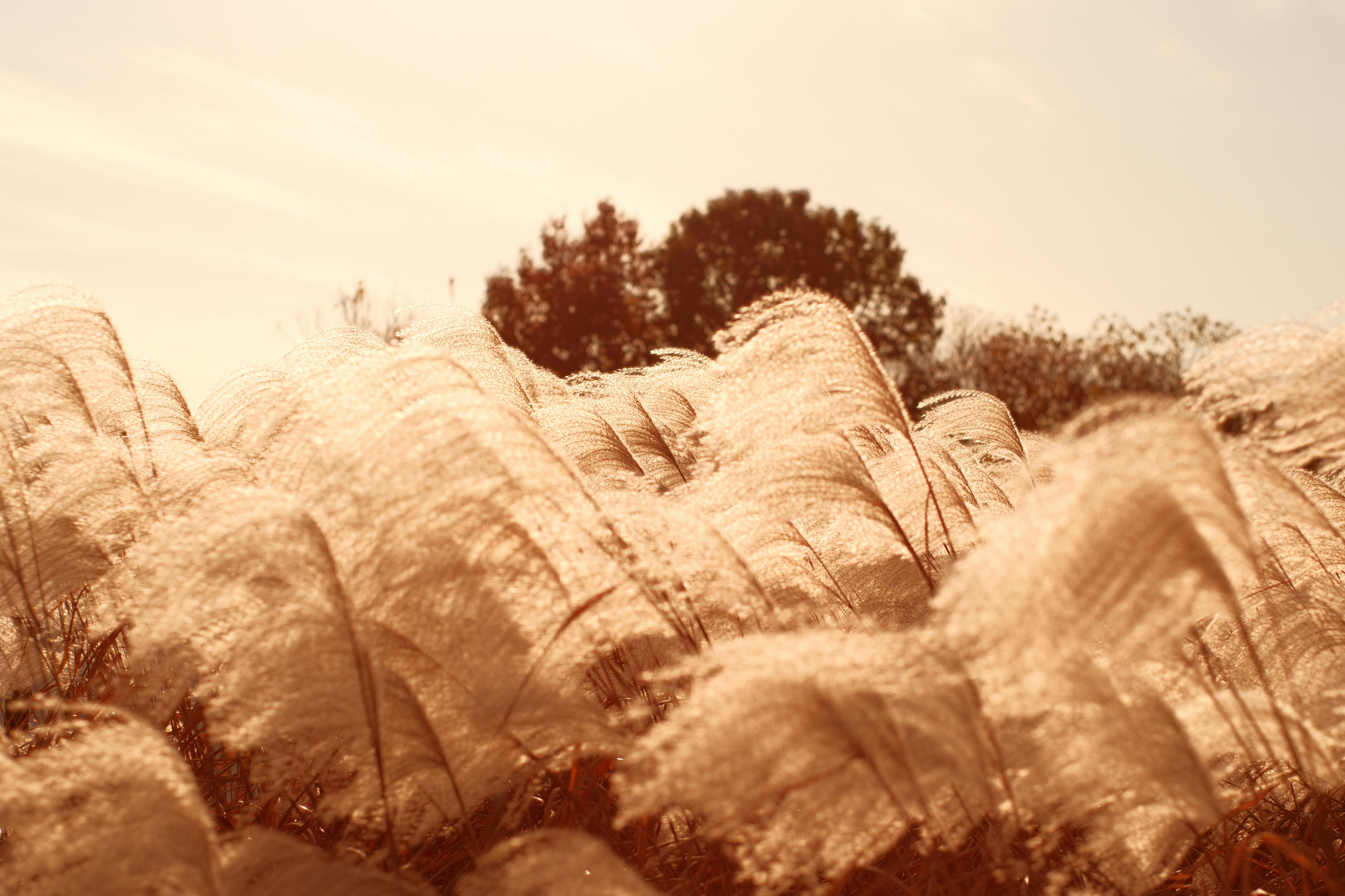 Golden Reeds in a Summer Field