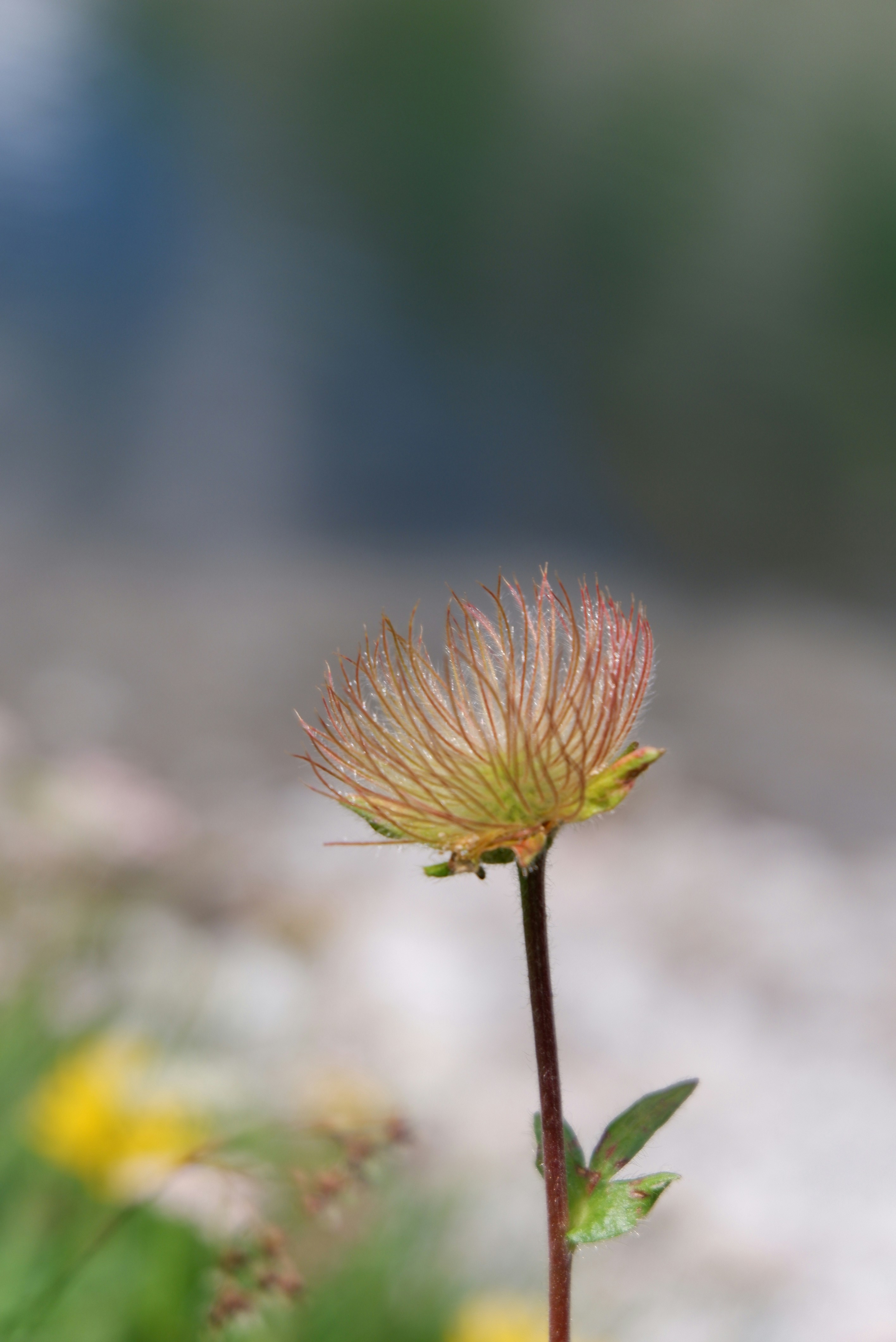 Delicate Firework Bloom: A Close-Up of a Seedhead against a Soft Backdrop
